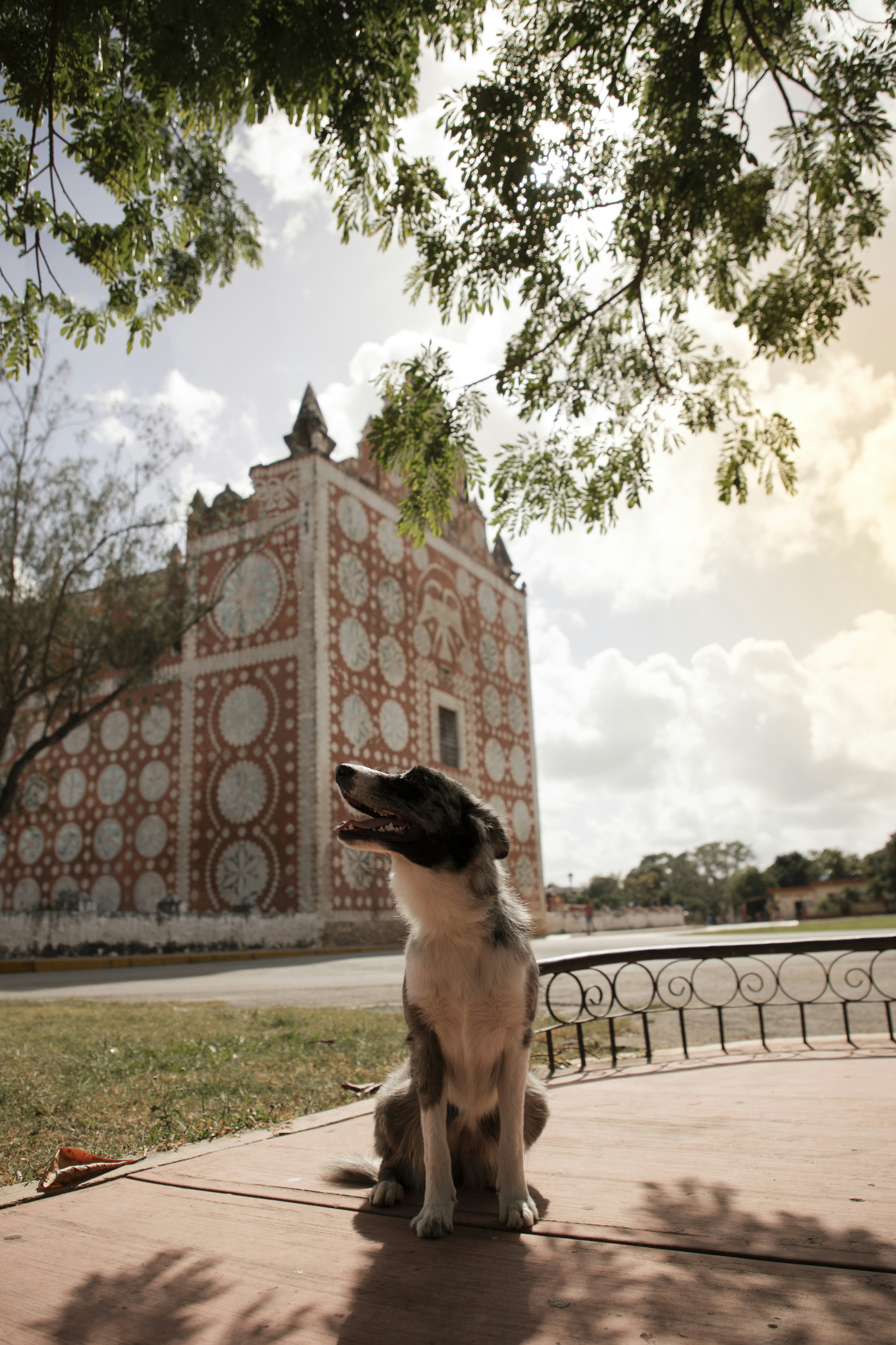 Loyal Watcher by the Geometric Tower Under Dappled Light