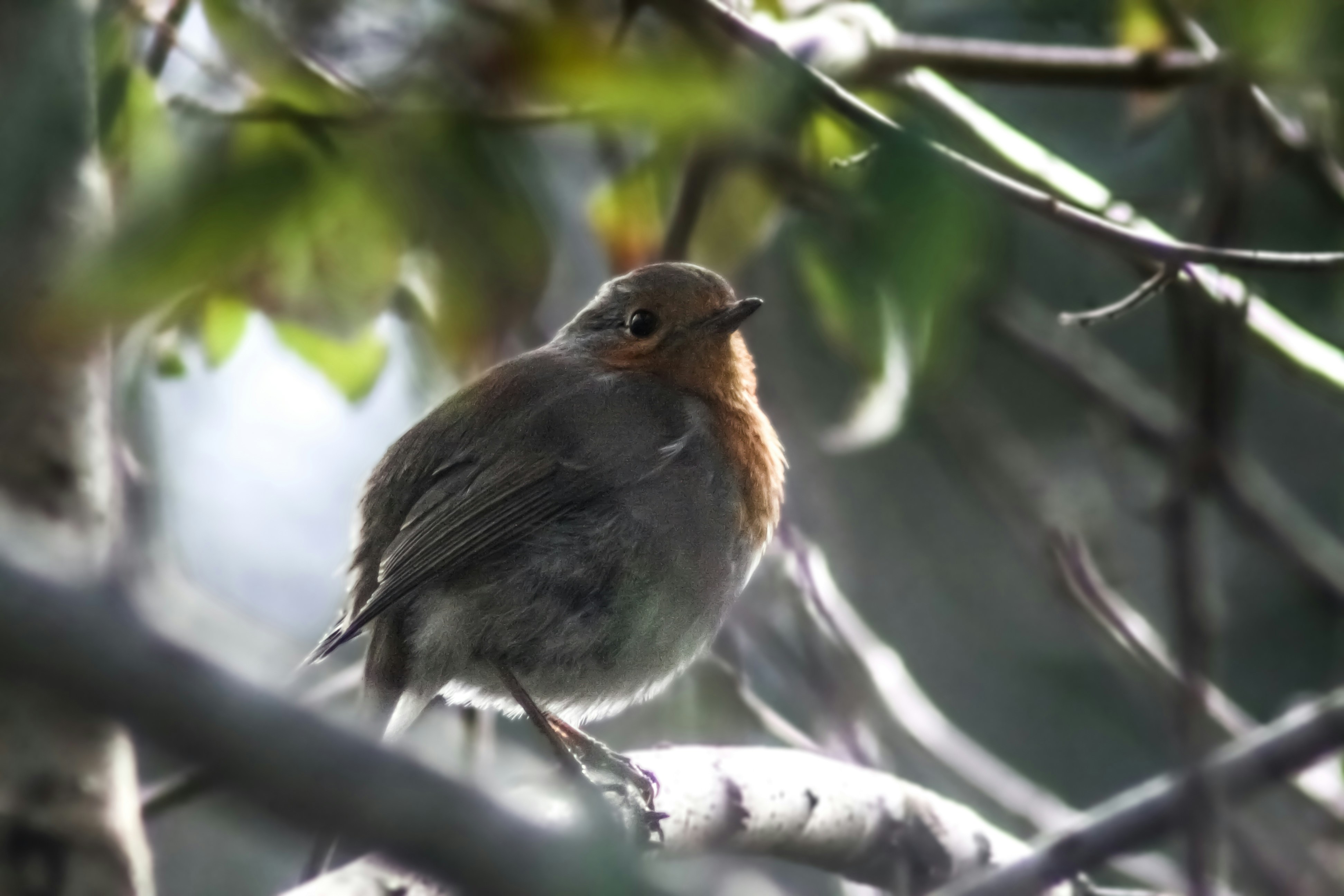 Branchside Quiet: a robin perched in dappled light