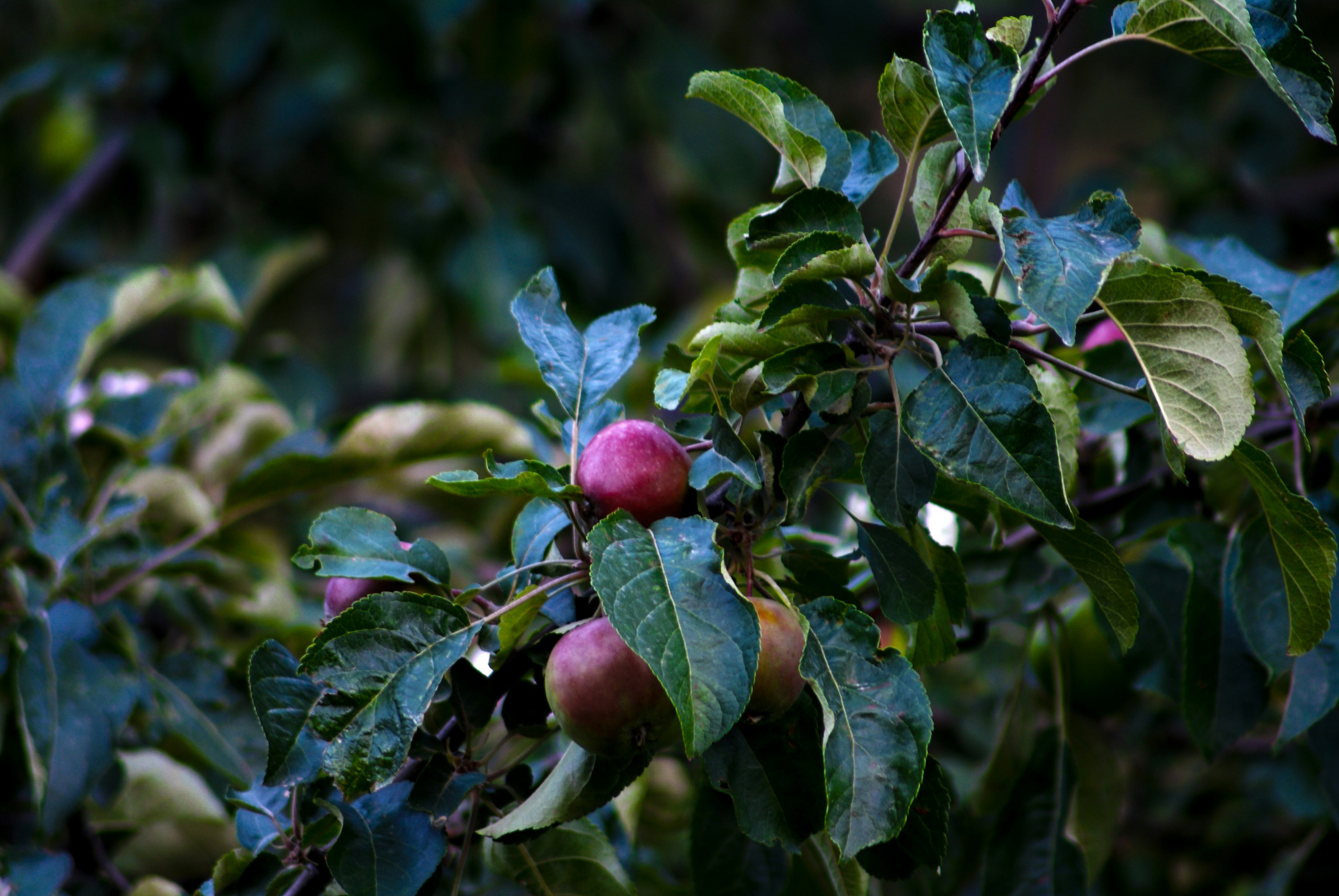 an apple tree filled with lots of green leaves