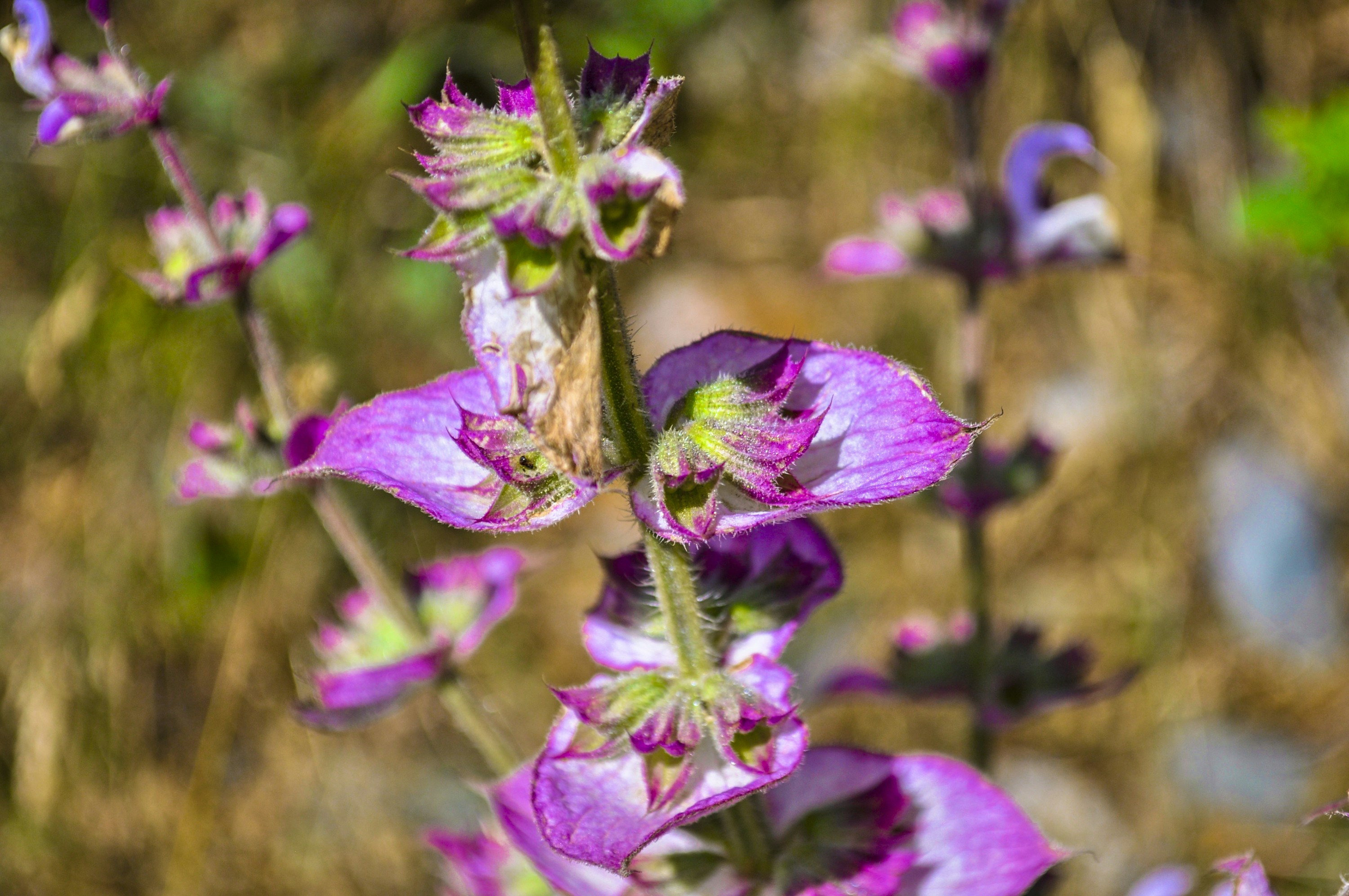 Velvet Violet Bracts in Sunlight: A Micro Portrait of a Delicate Bloom