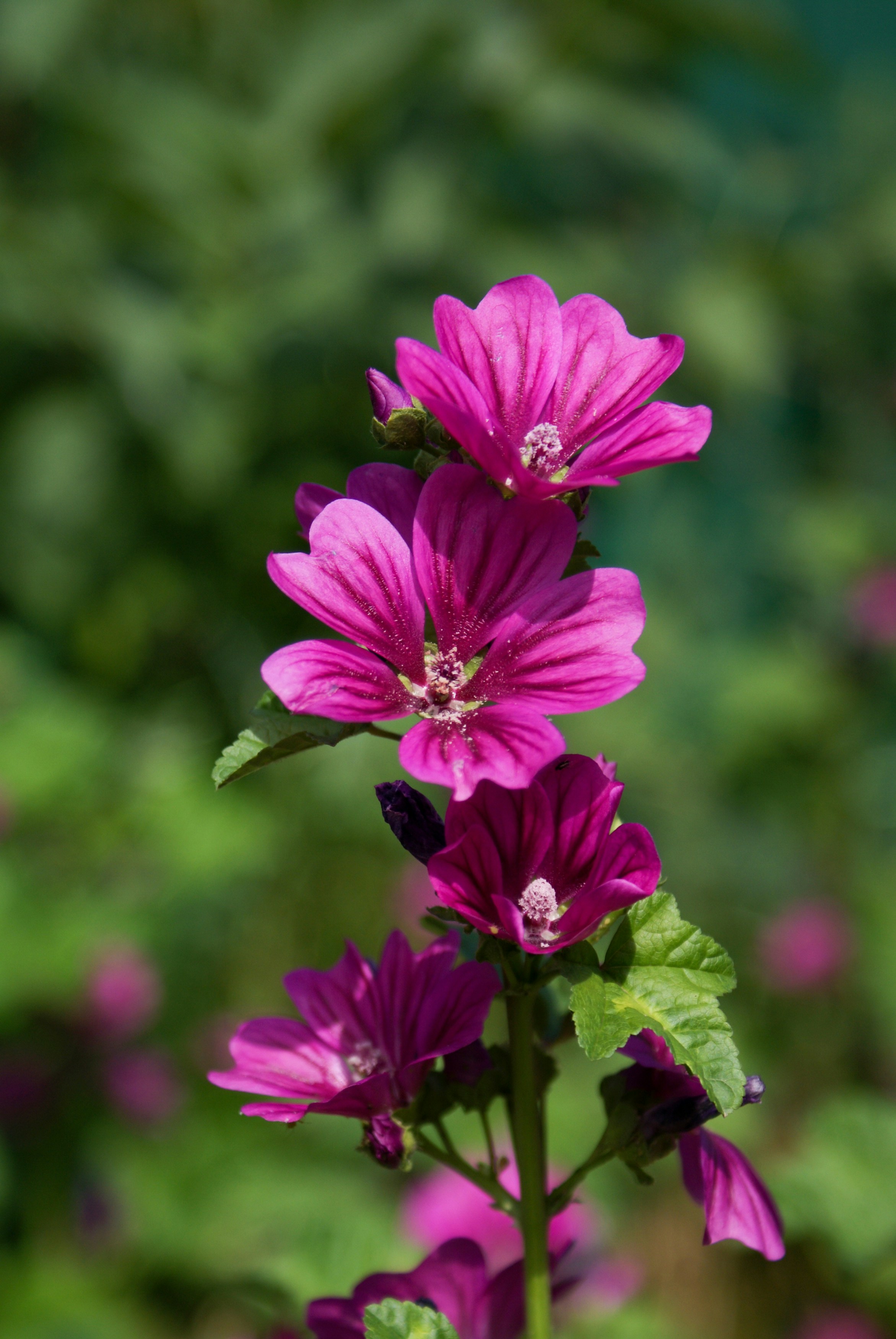 A cluster of vibrant pink flowers standing tall against a blurred green backdrop, showcasing their intricate petals and lush leaves.