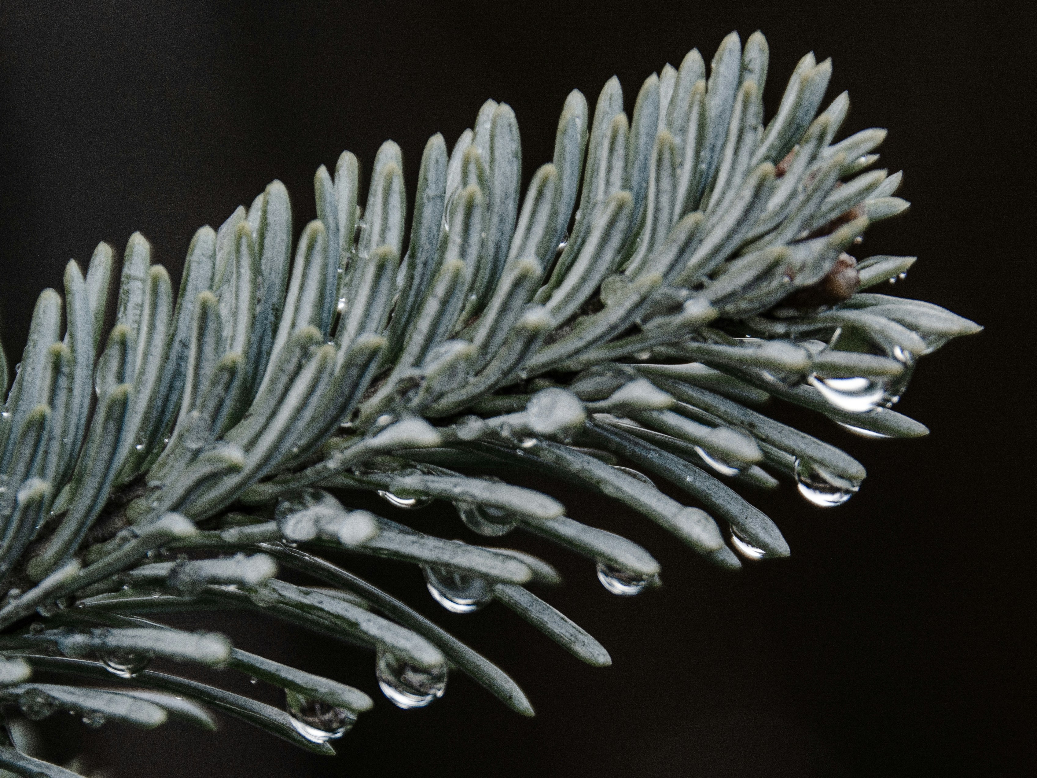 Pine cone with the rain drops.