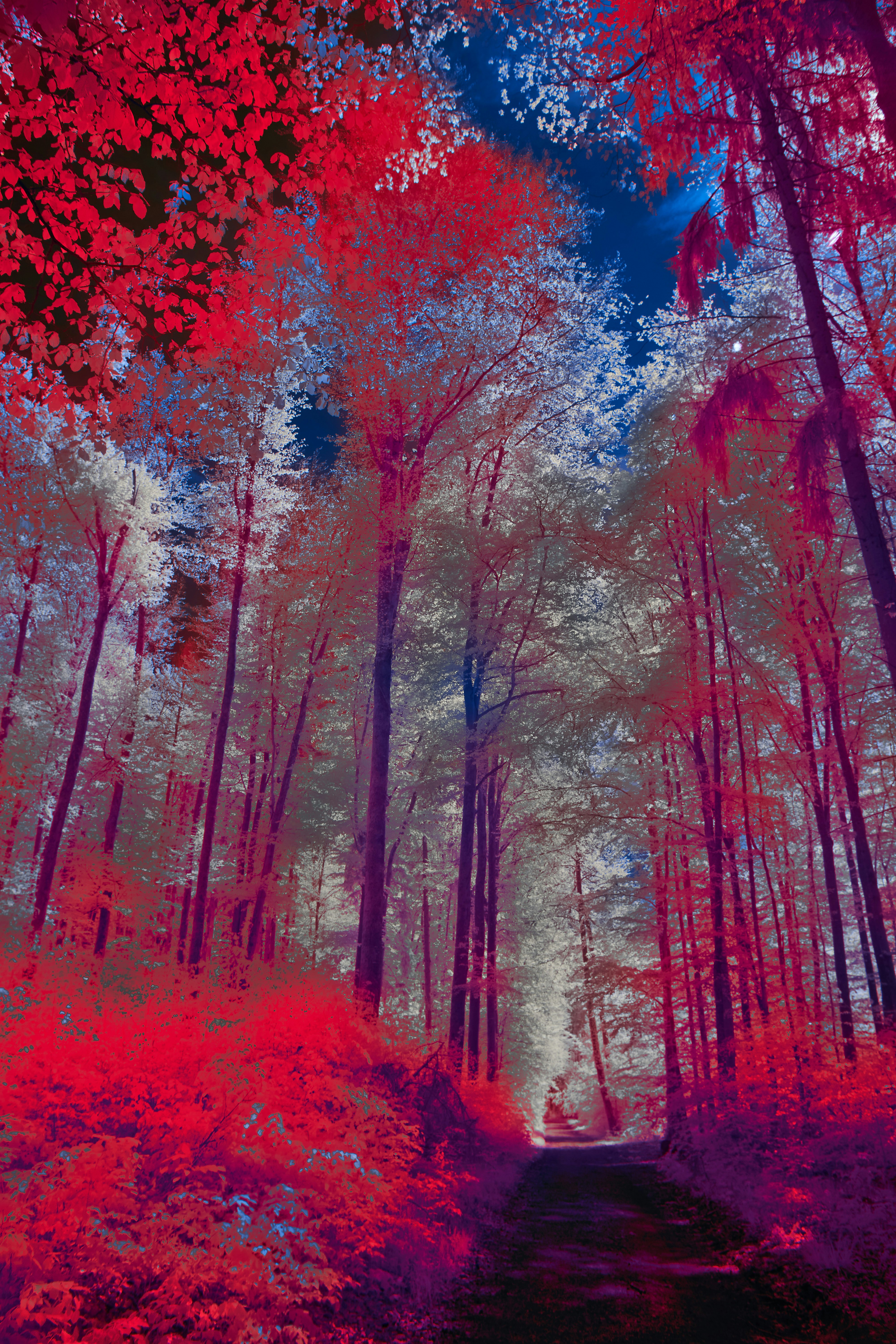 Une image infrarouge rouge et bleue d’un chemin à travers une forêt ...