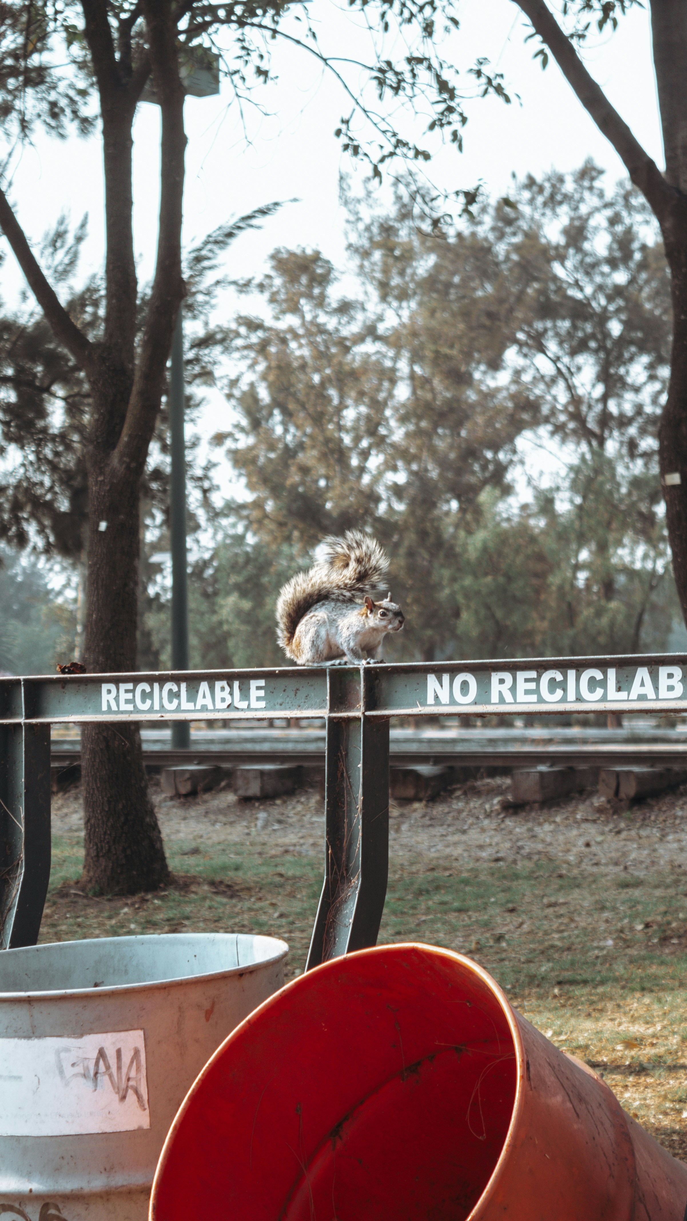 a squirrel sitting on top of a wooden fence