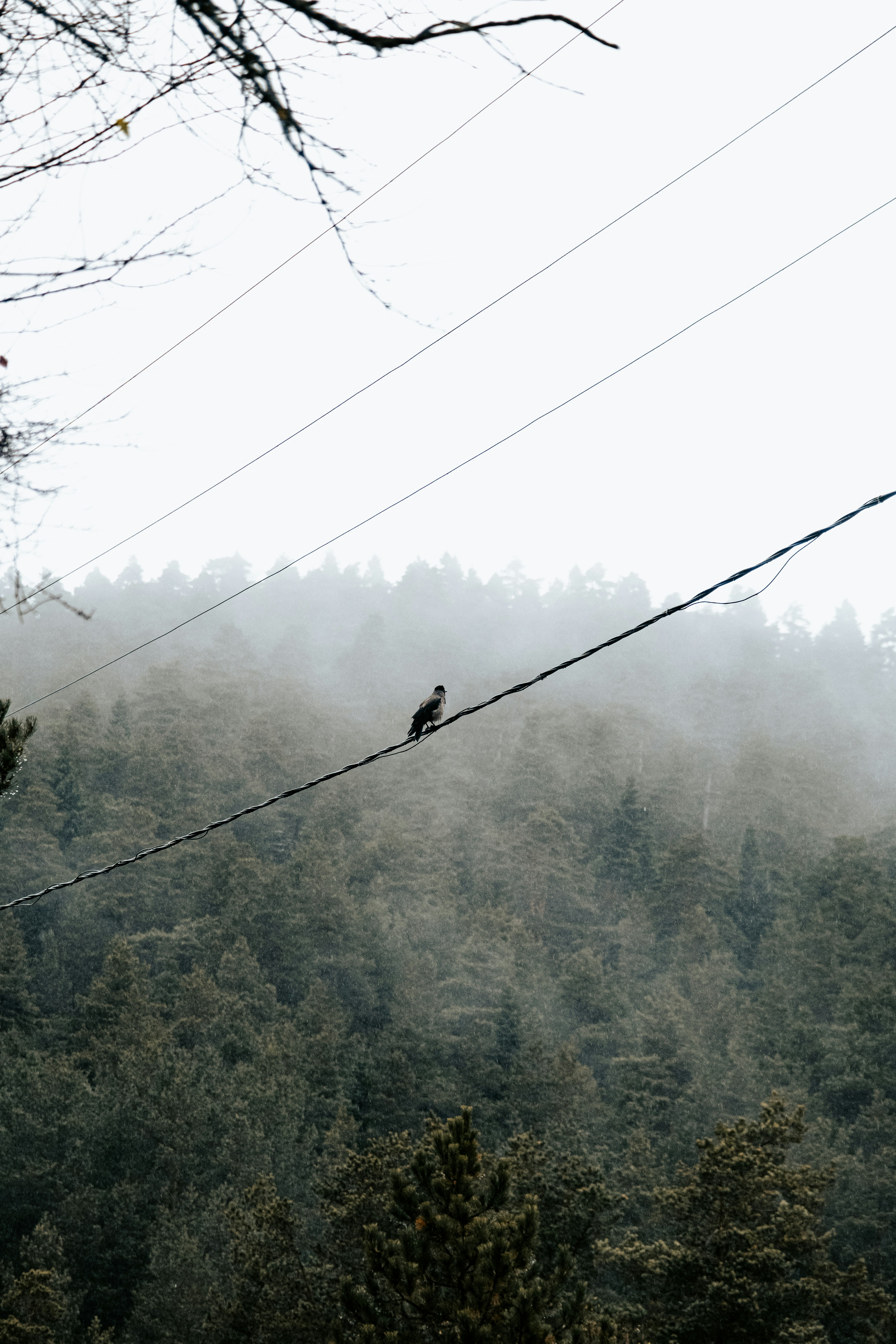 Bird on a High Wire Over Misty Pines