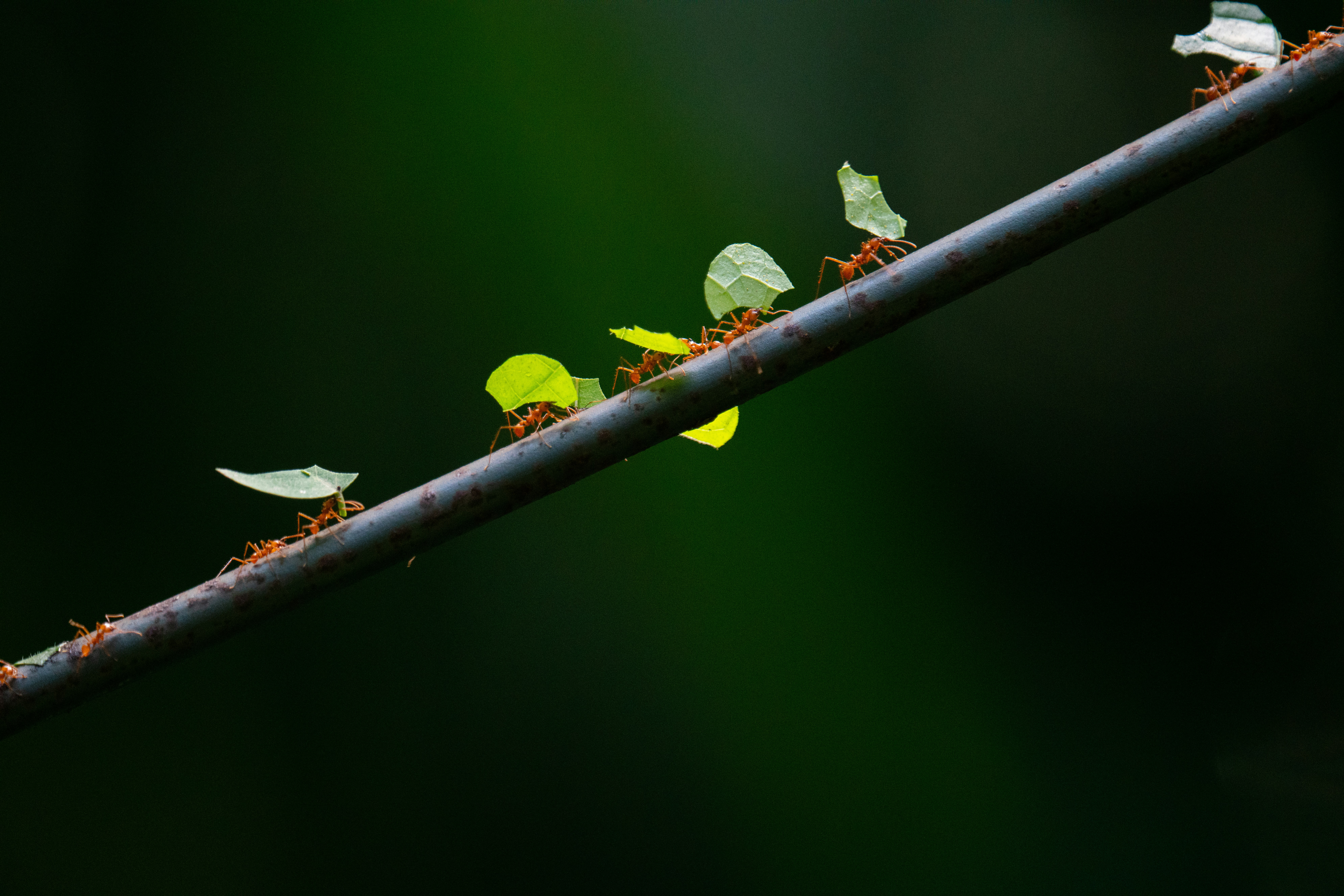 a group of small green plants growing on a metal bar