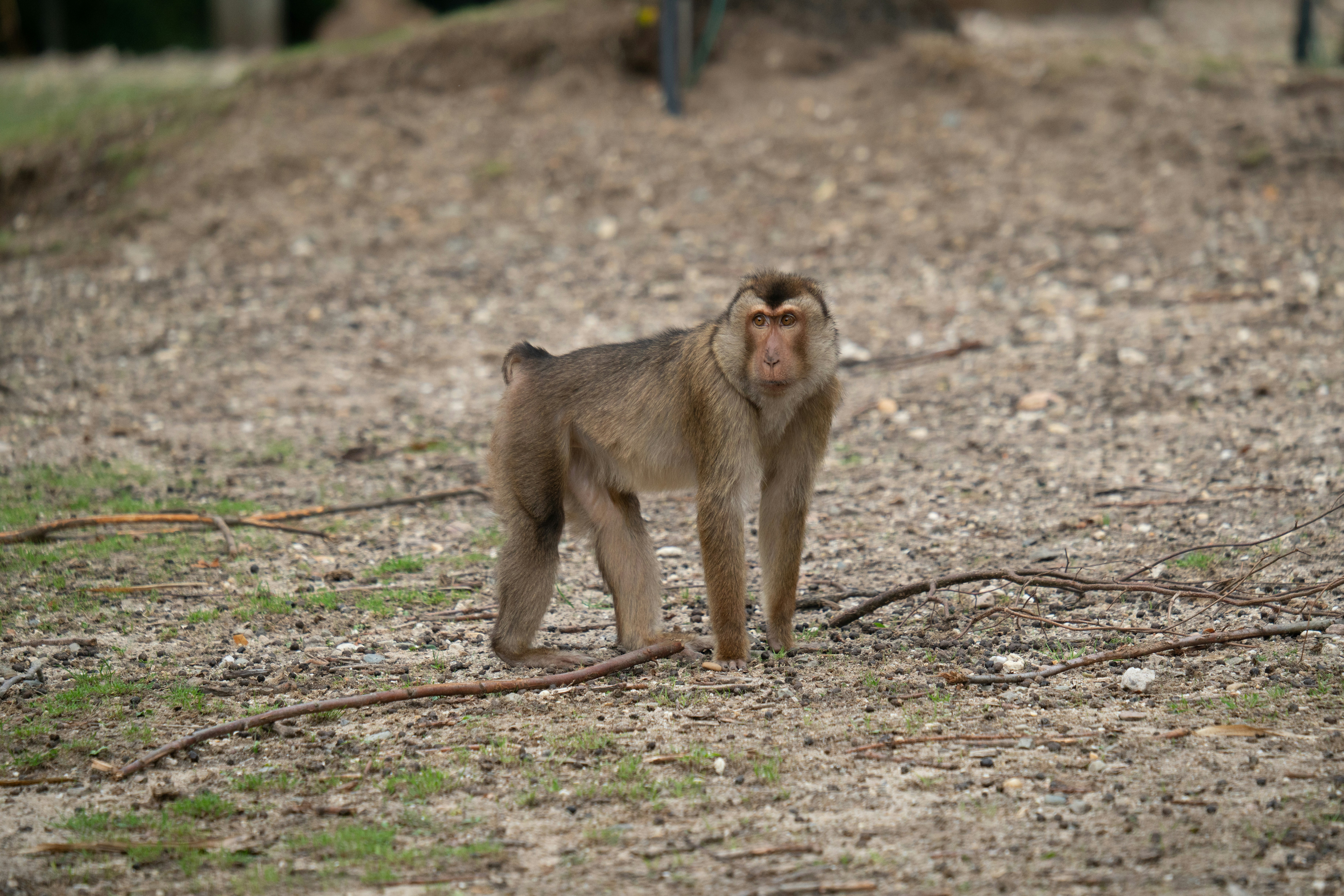 Curious Monkeys: A Solitary Primate Stands Amid Pebbles and Branches