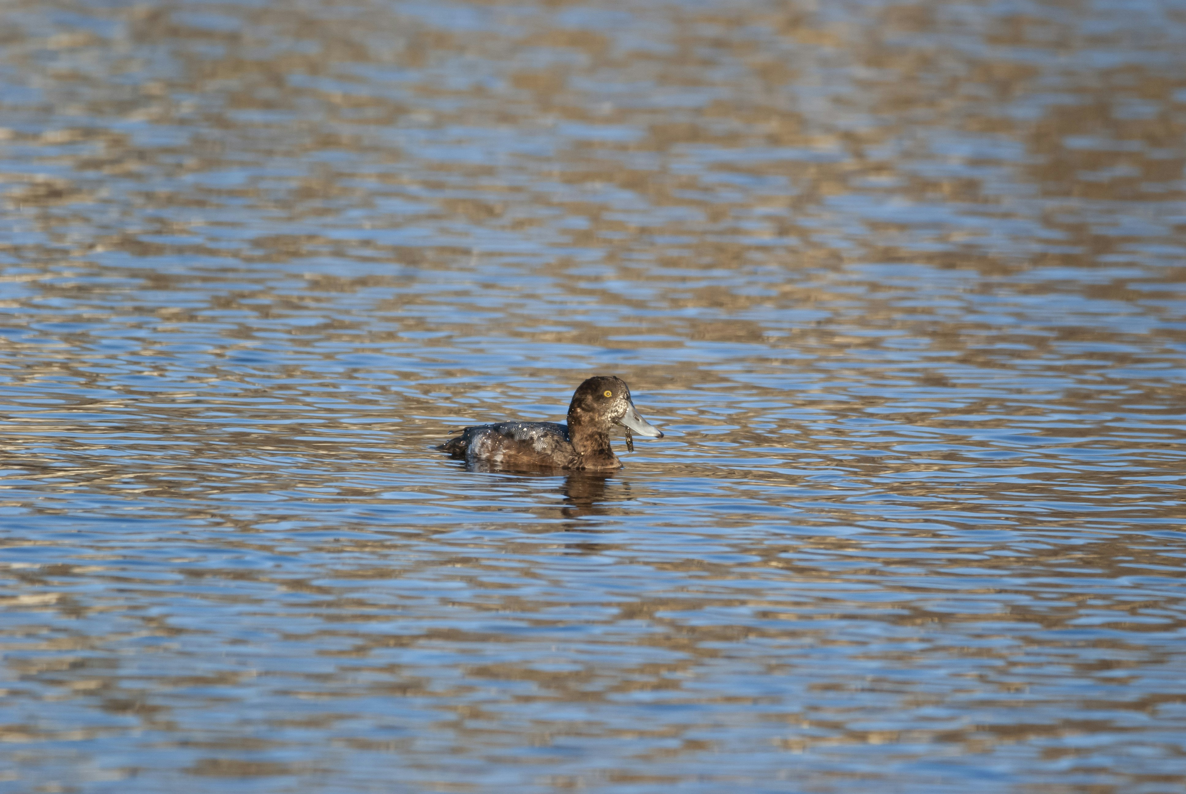 Greater Scaup eating on the pond