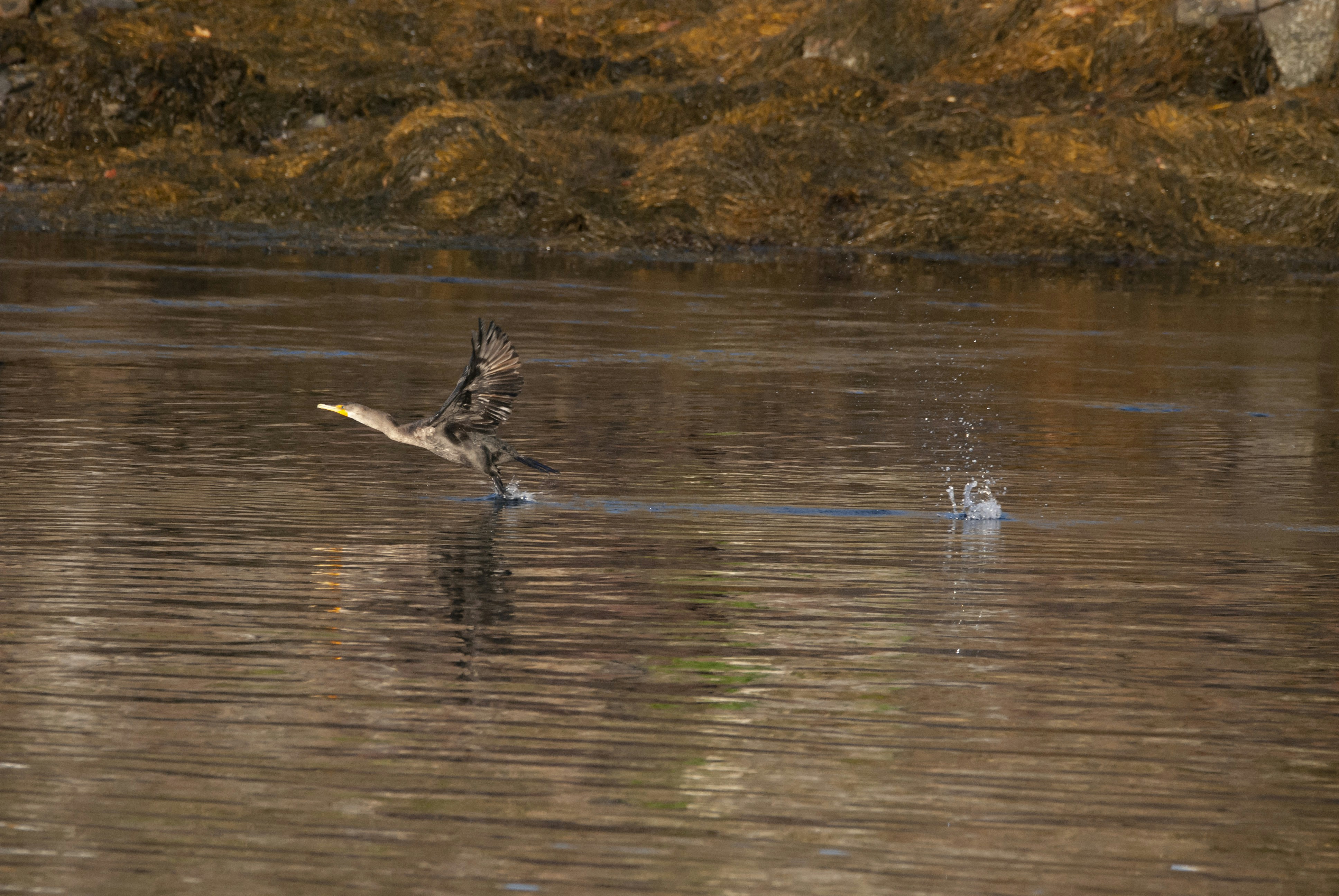 Double Crested Cormorant flying out of the water
