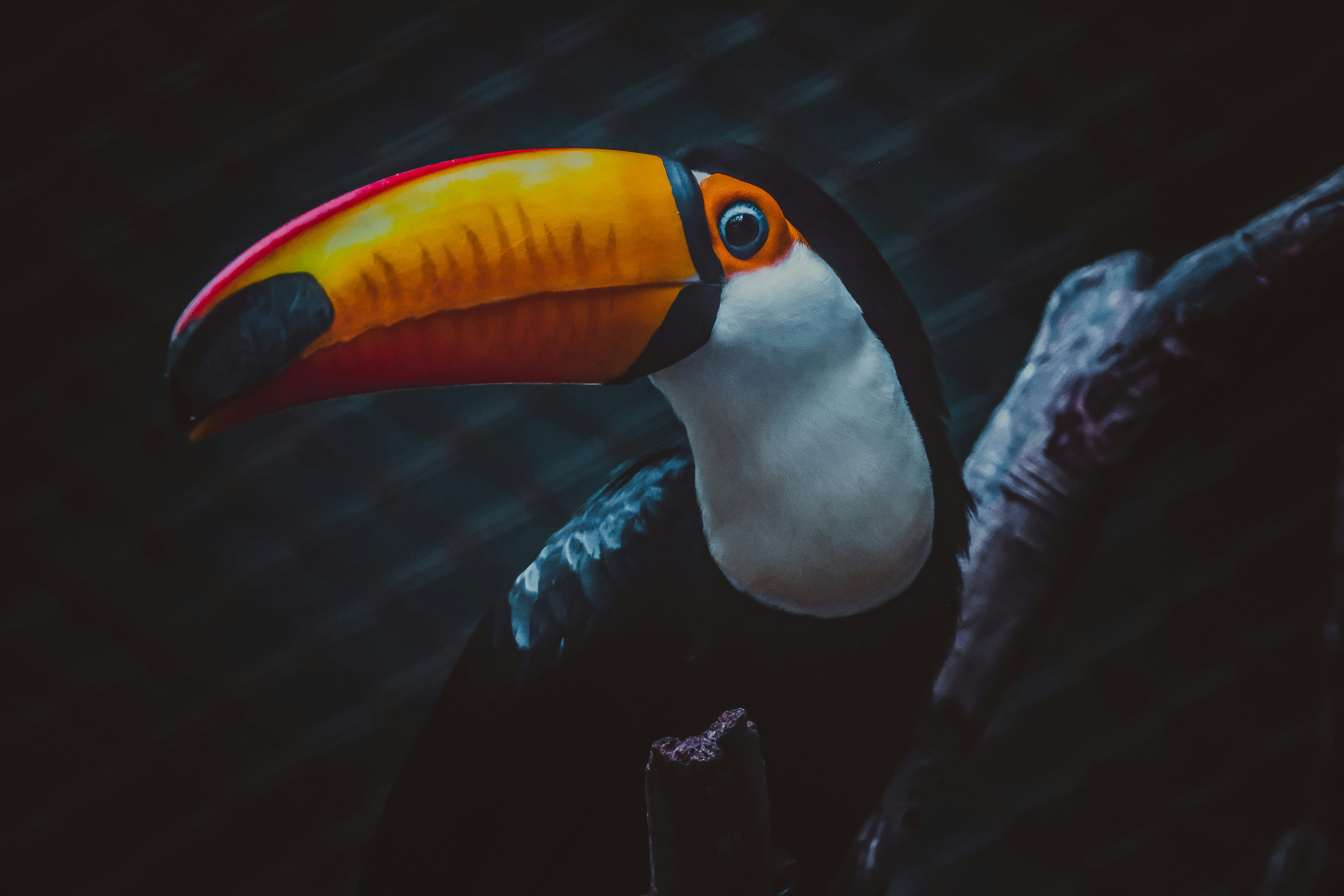 A colorful toucan sitting on top of a wooden post photo – Free Animal ...