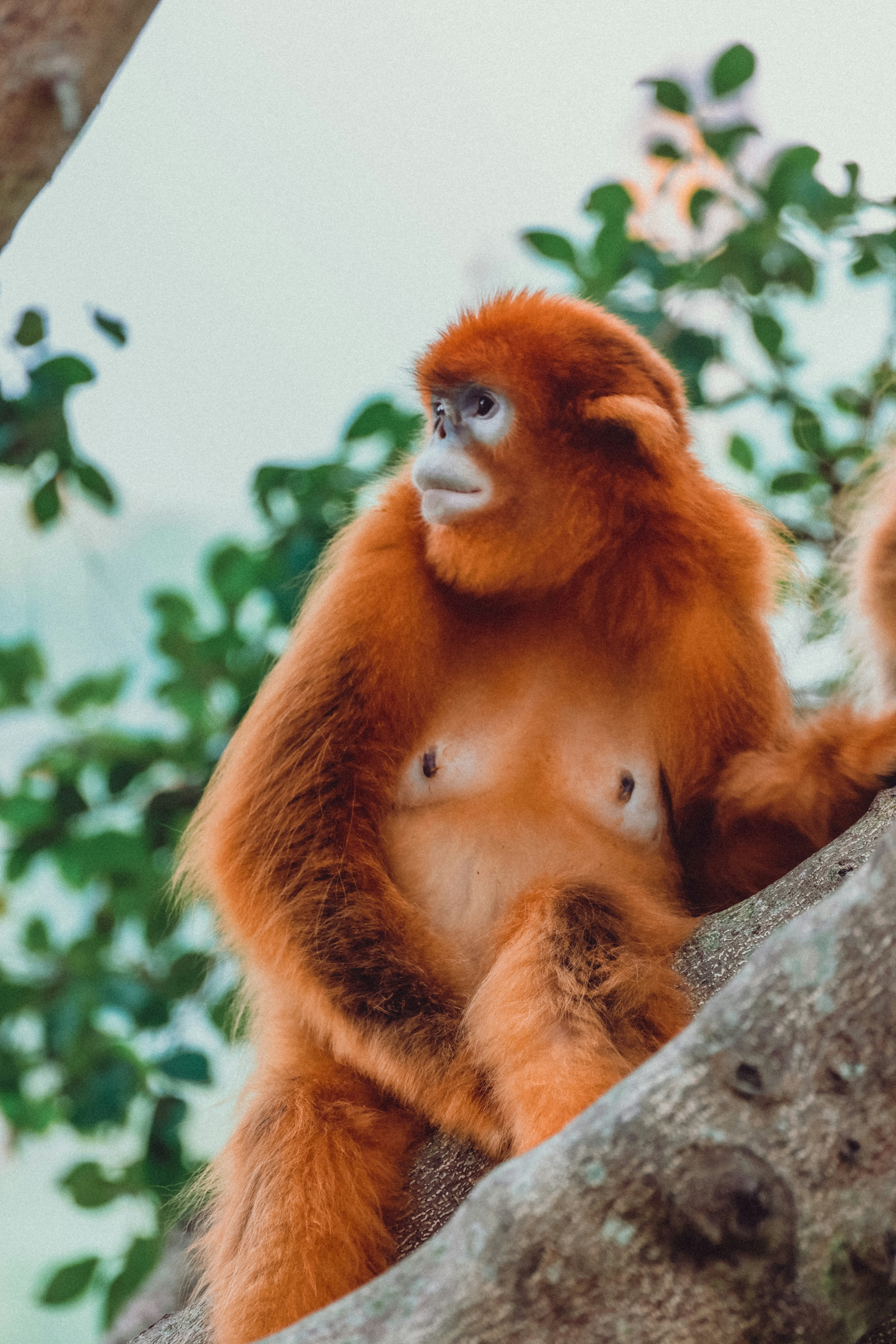 An orange monkey sitting on a tree branch photo – Free Animal Image on ...