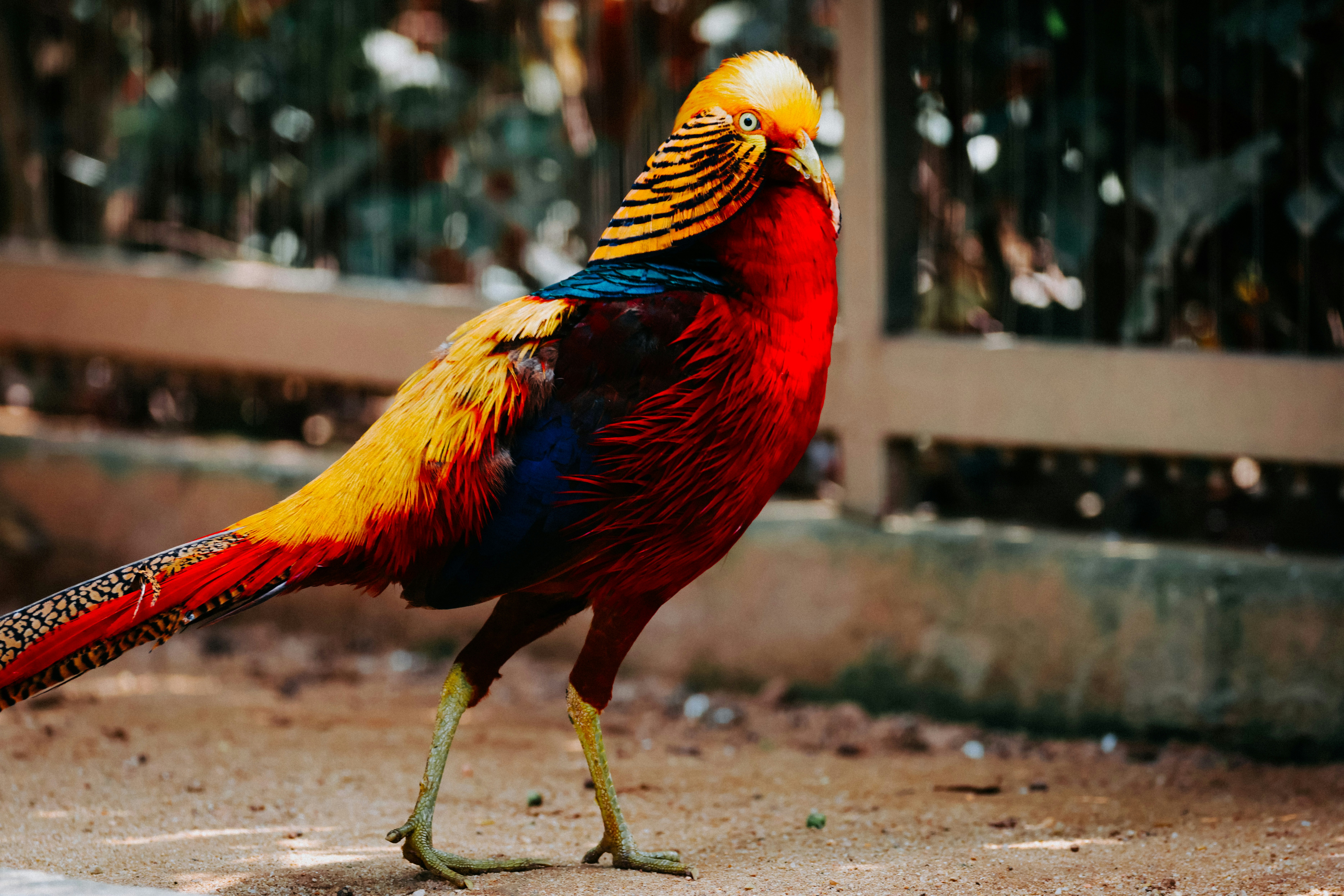 Crimson Parrot on a sunlit path