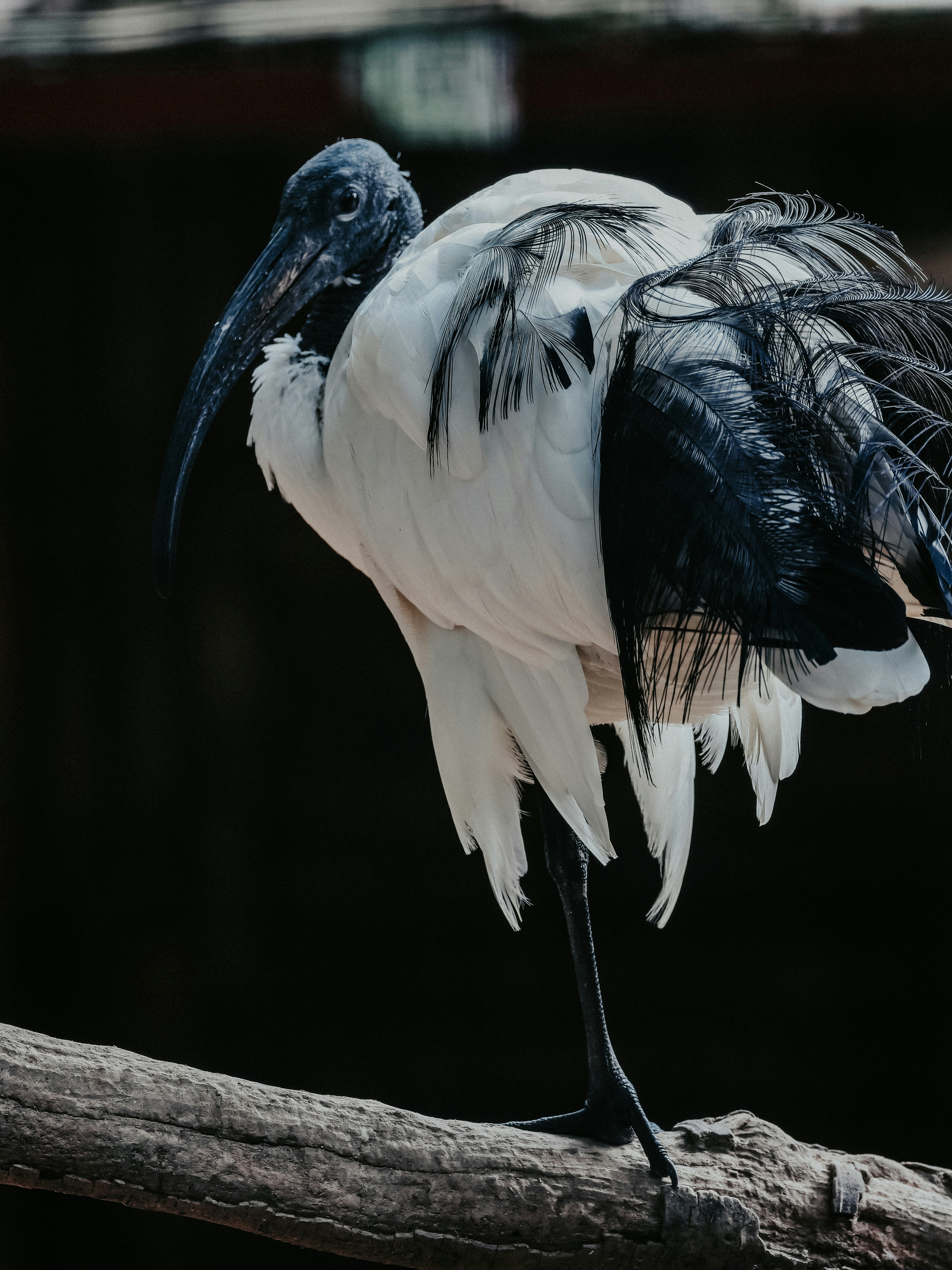 a large bird standing on top of a tree branch