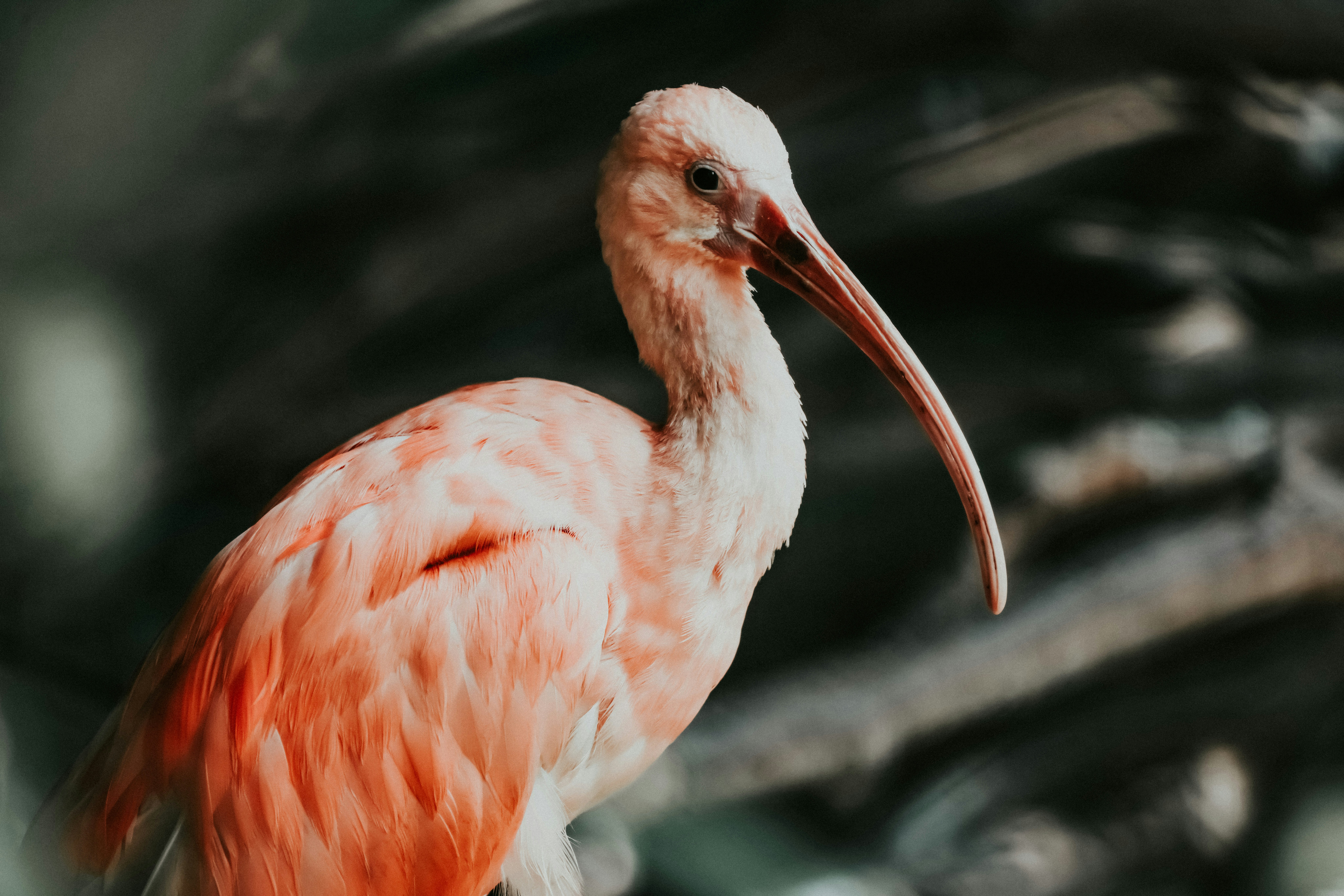 a close up of a bird with a long beak