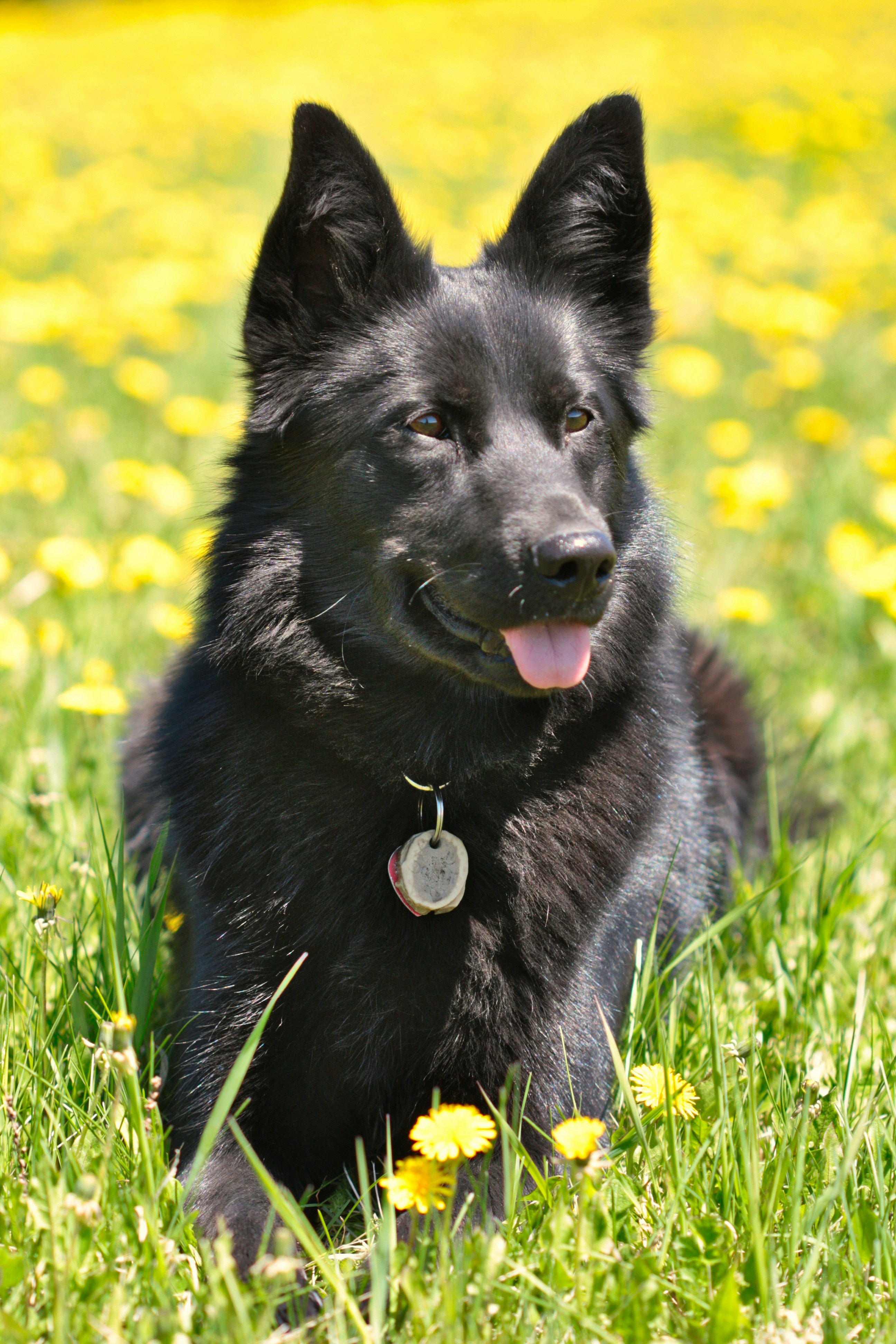 a black dog laying in a field of yellow flowers