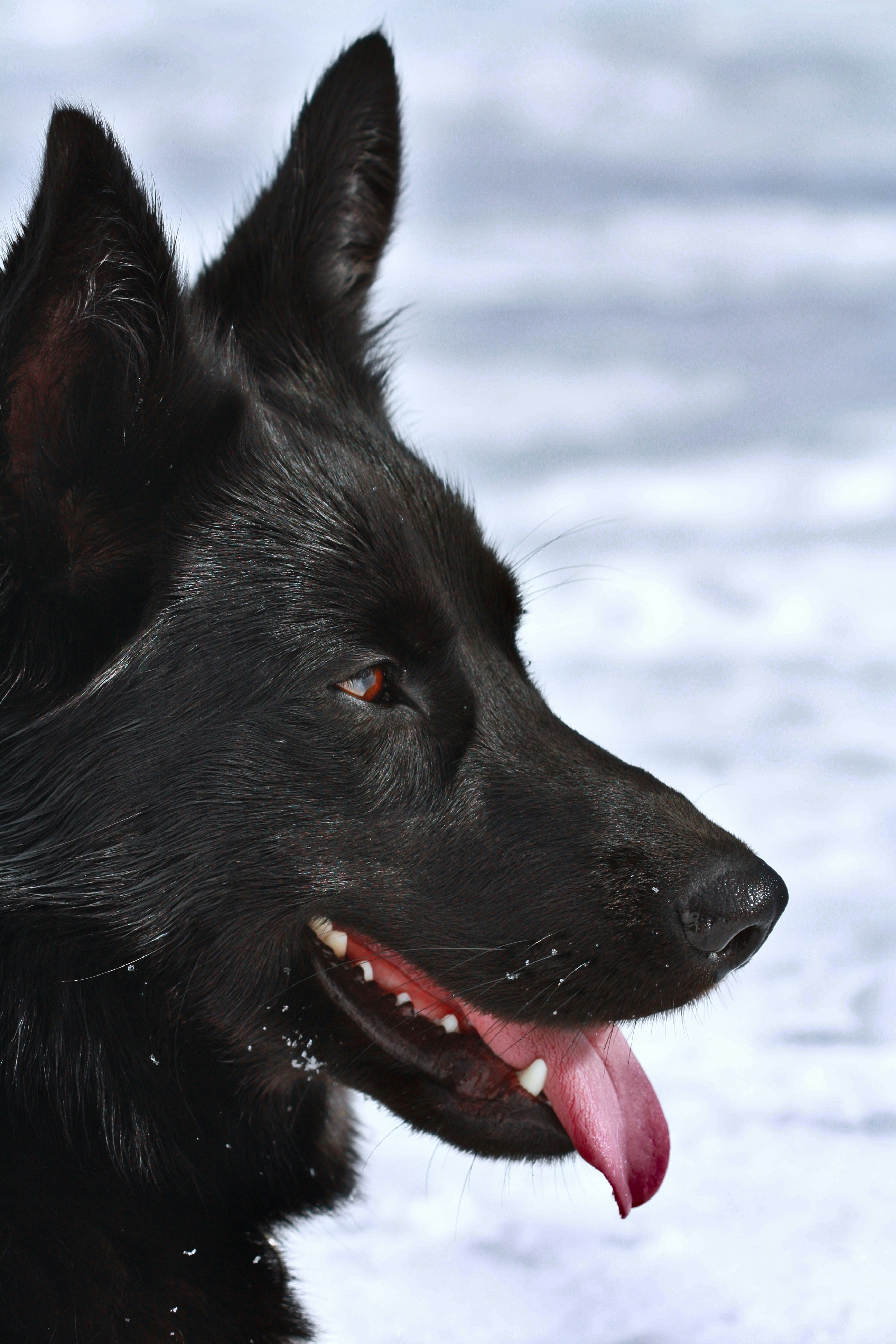Winter Watcher: A Black Shepherd in Profile Against Fresh Snow