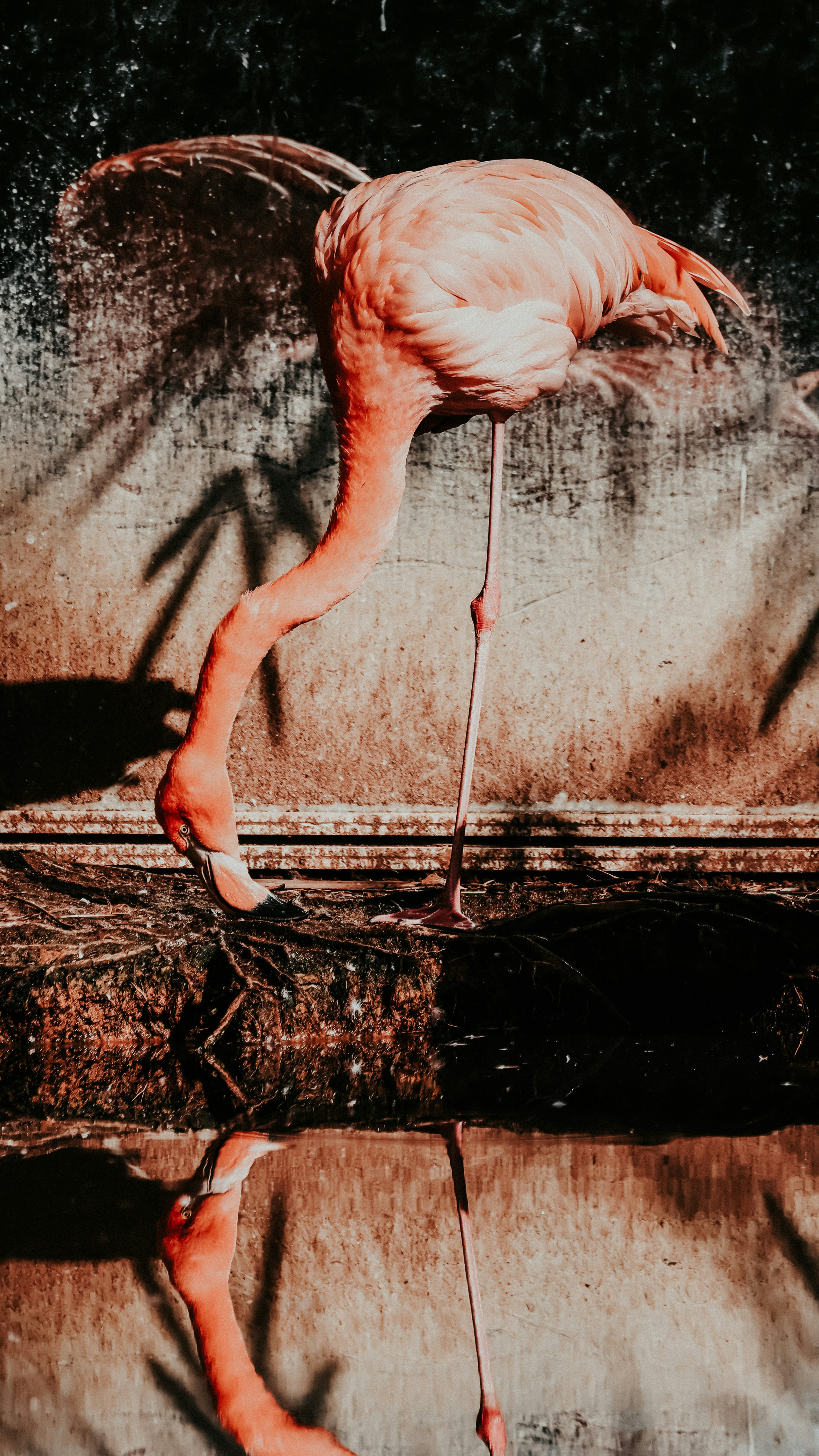 Crimson Flamingo at the Edge: Echoes on a Calm Pool