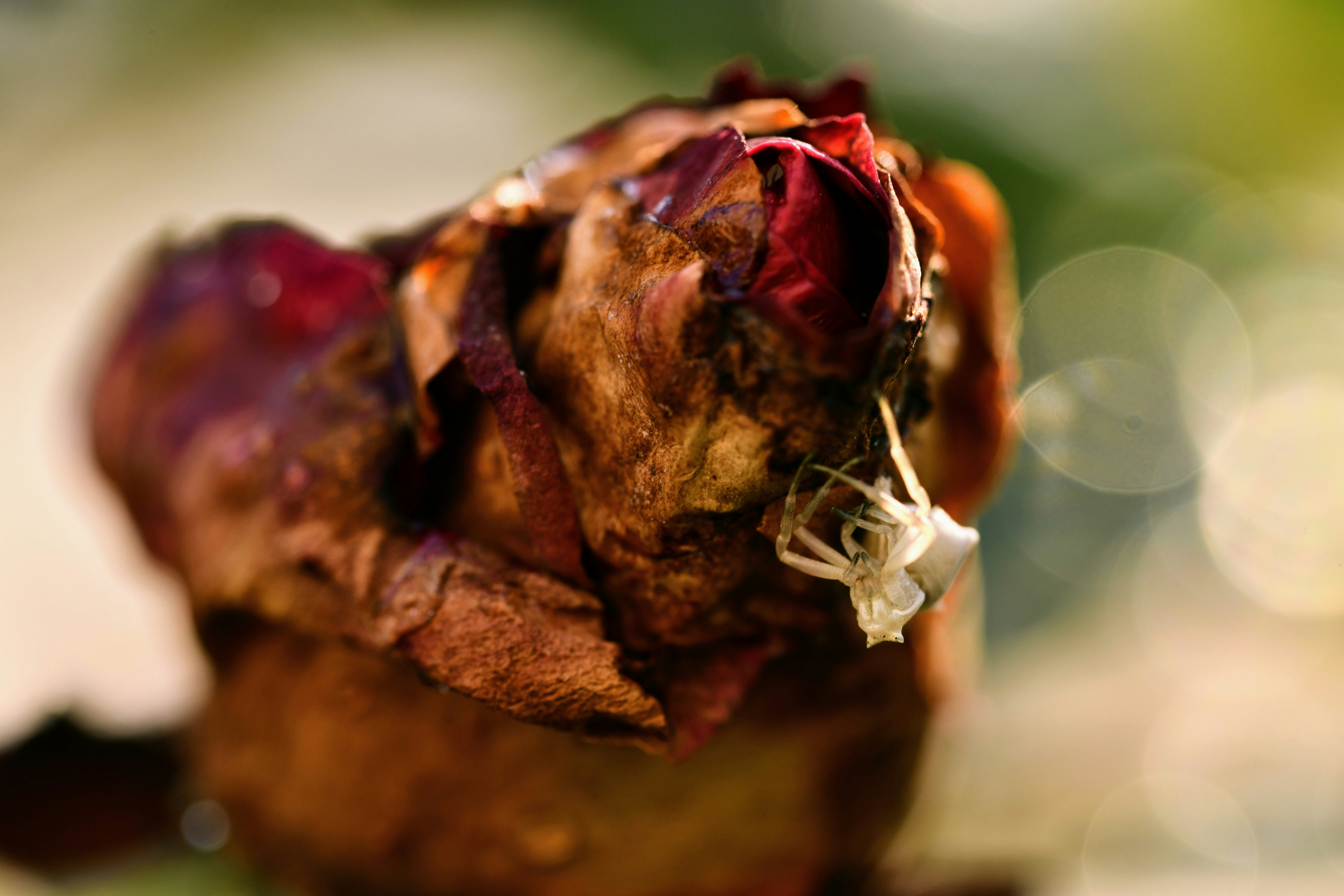 Close-up of a dried rose, revealing intricate textures and fading colors against a soft, blurred background.
