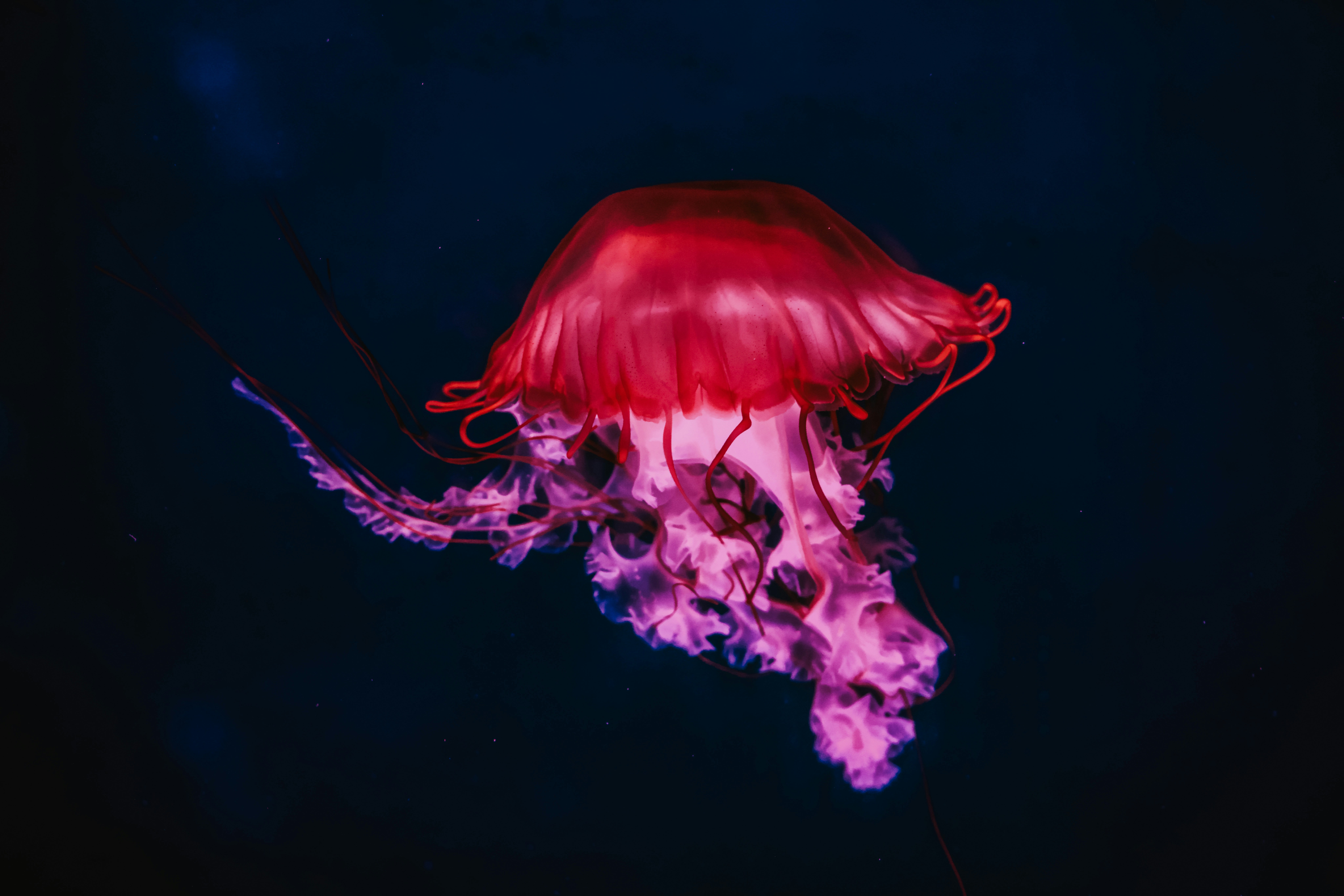 Une méduse rouge flottant dans l’eau sombre photo – Photo La vie marine ...