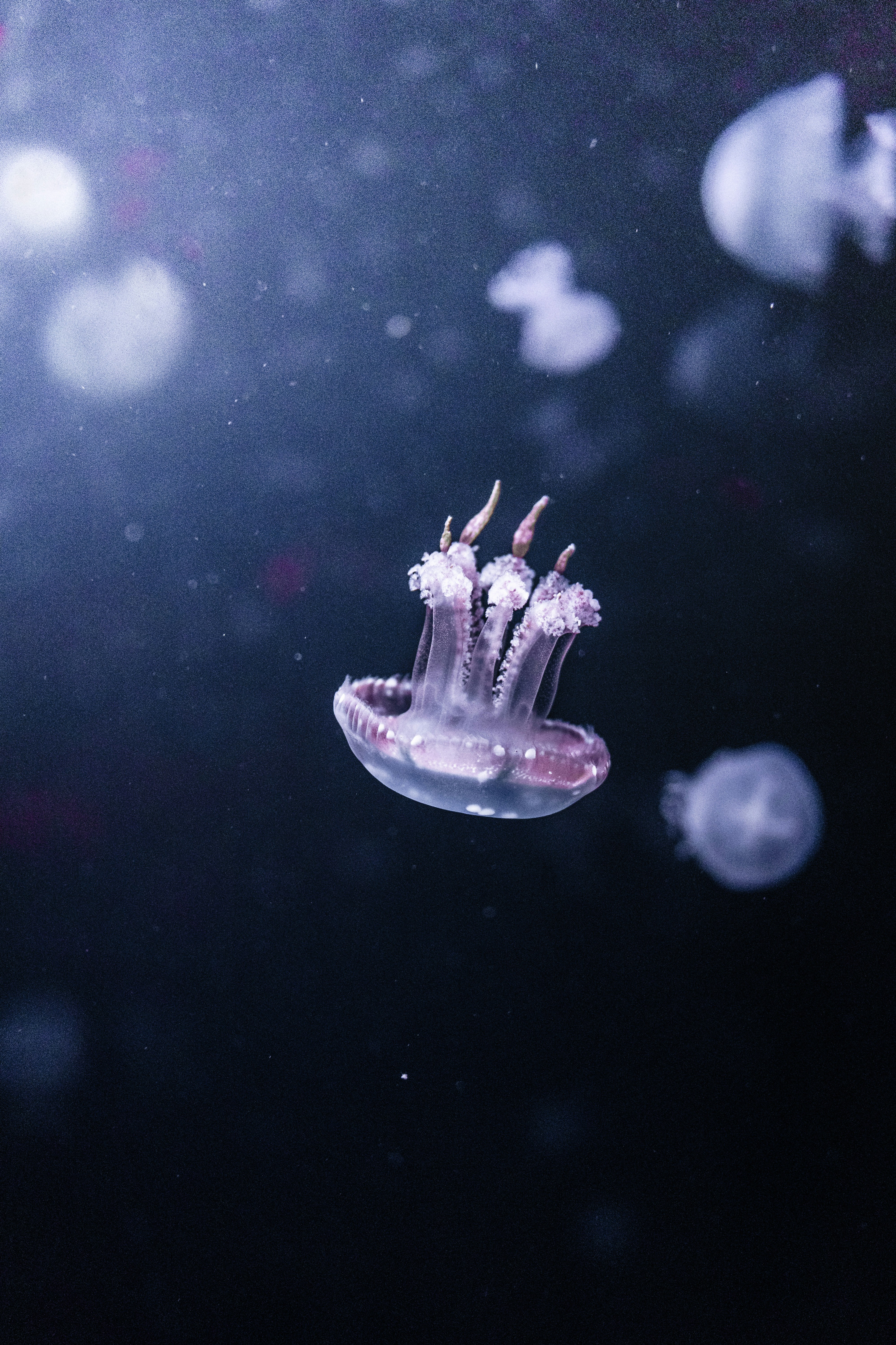 A Jellyfish Floating In The Water With Jellyfish Around It Photo Free