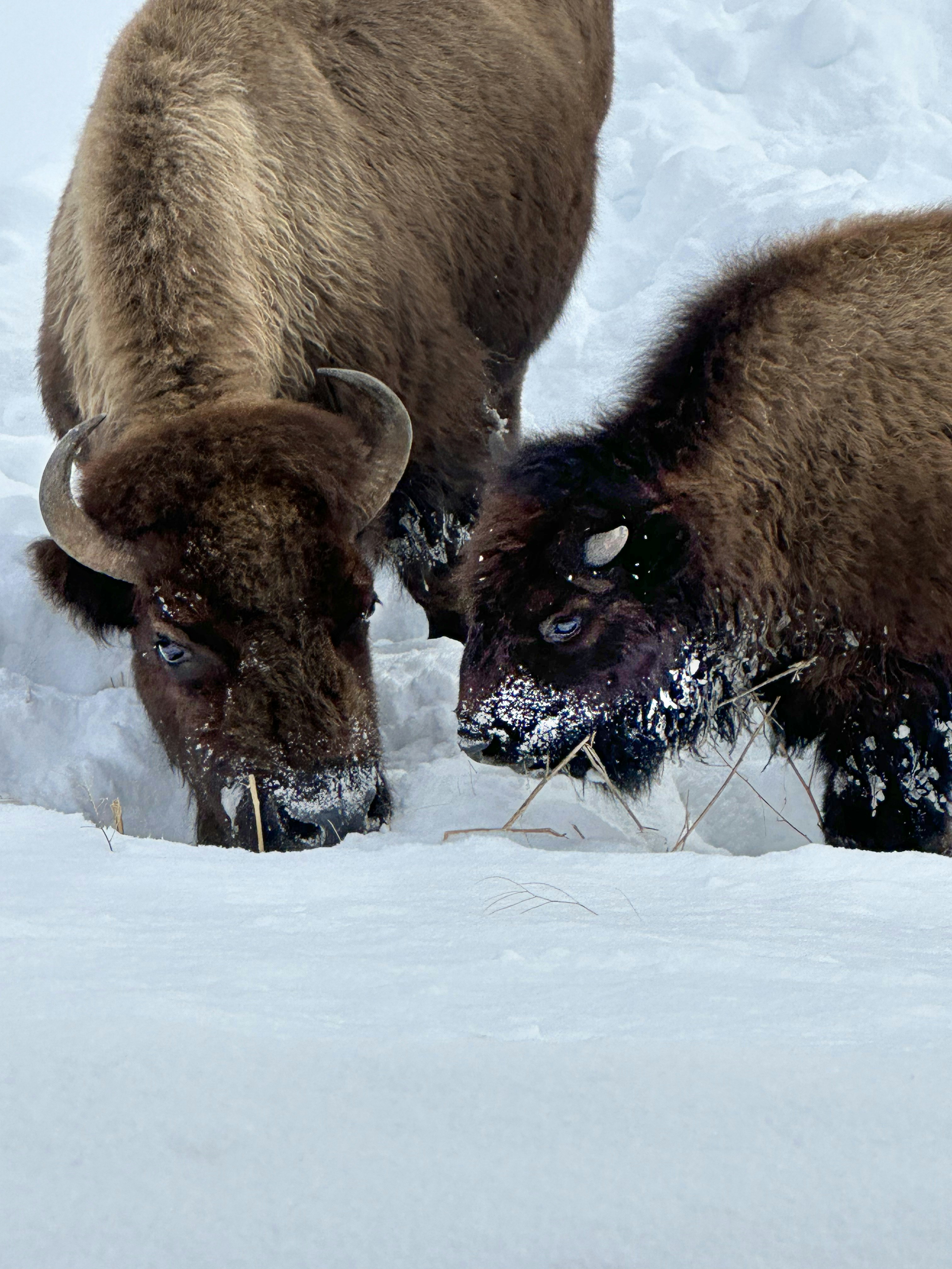 A couple of bison standing next to each other in the snow photo – Free ...