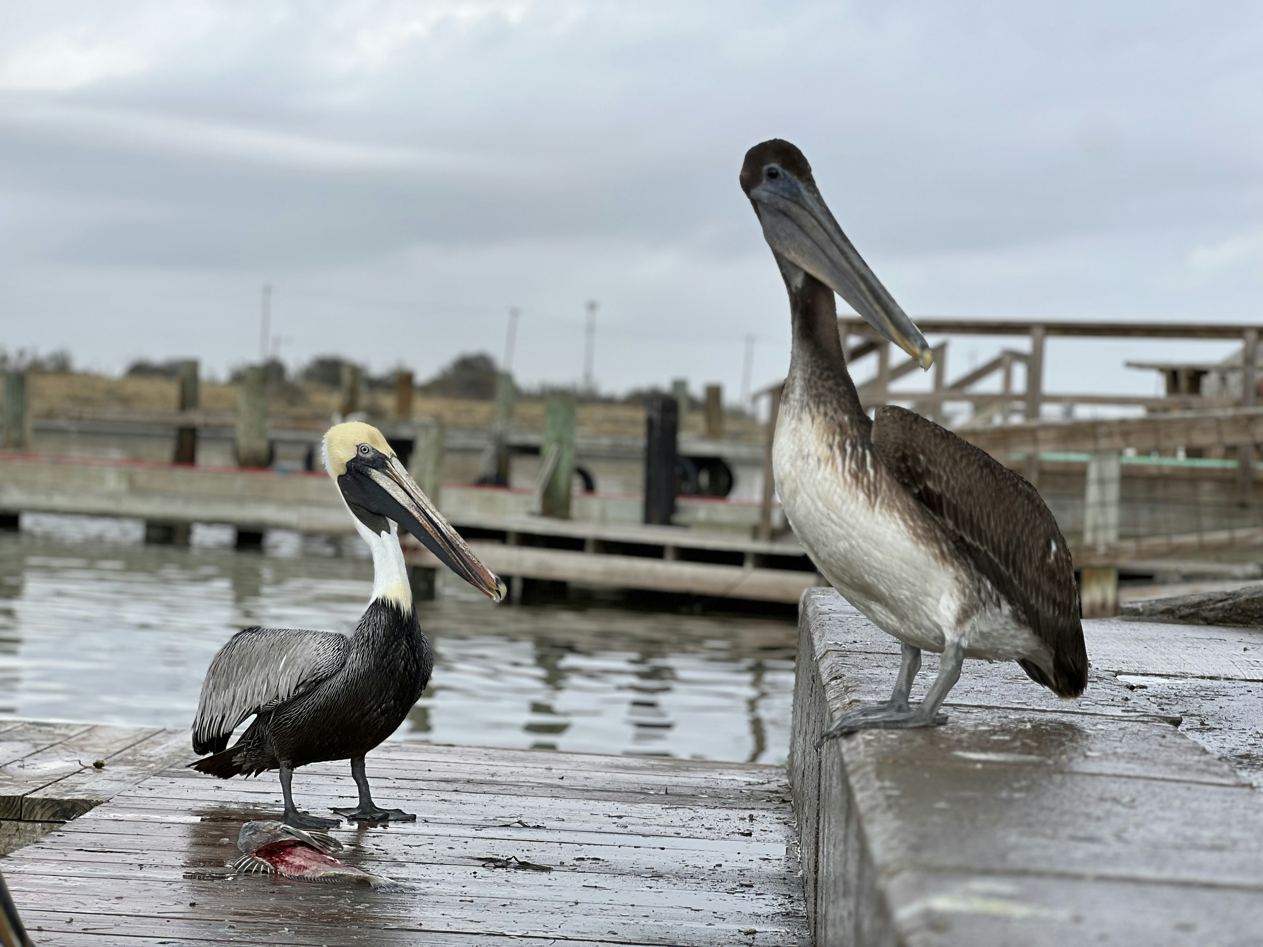 Balance on the Dock: A Pelican Stand-off by Quiet Waters