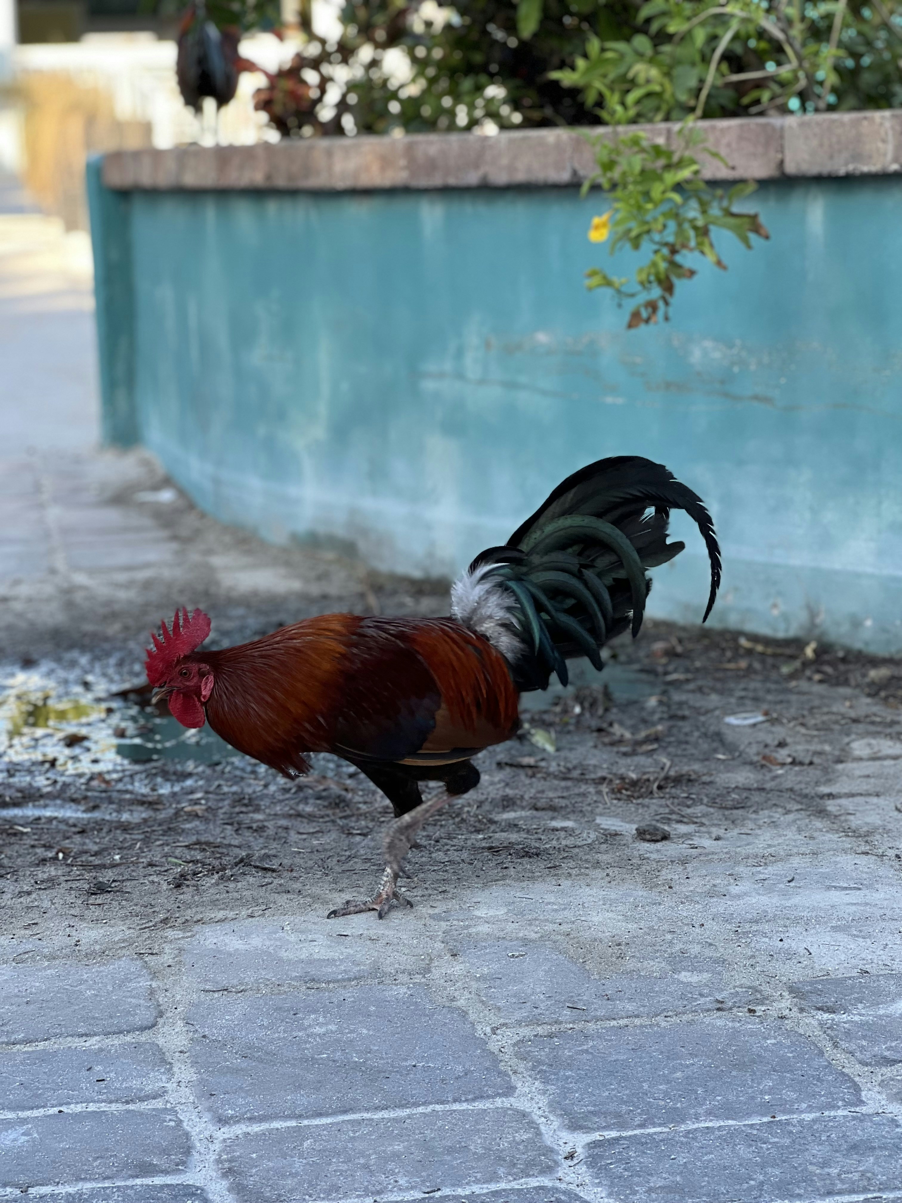 A rooster is standing on the ground next to a pool photo – Free Image ...