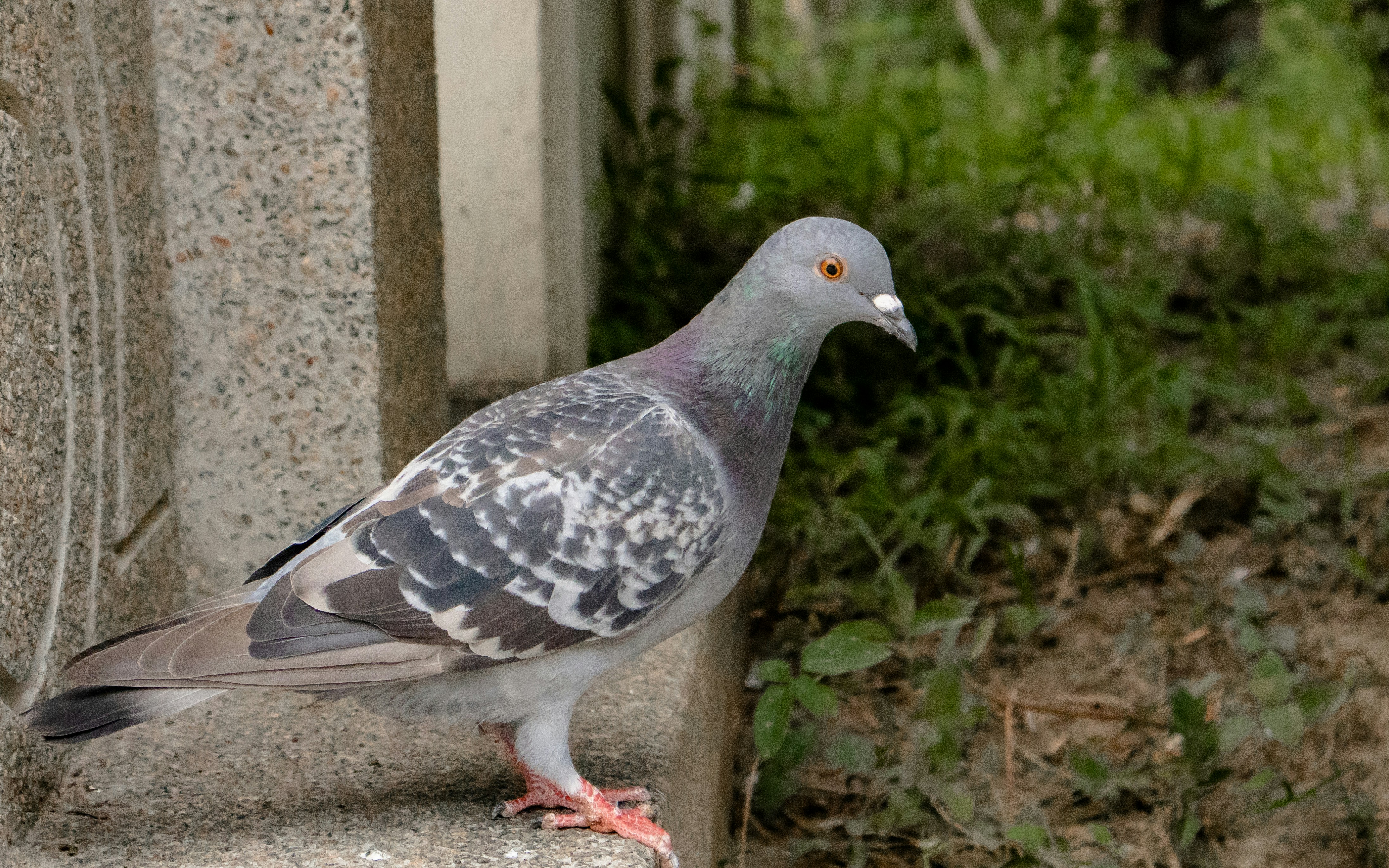 A pigeon is standing on a ledge outside photo – Free Animals Image on ...