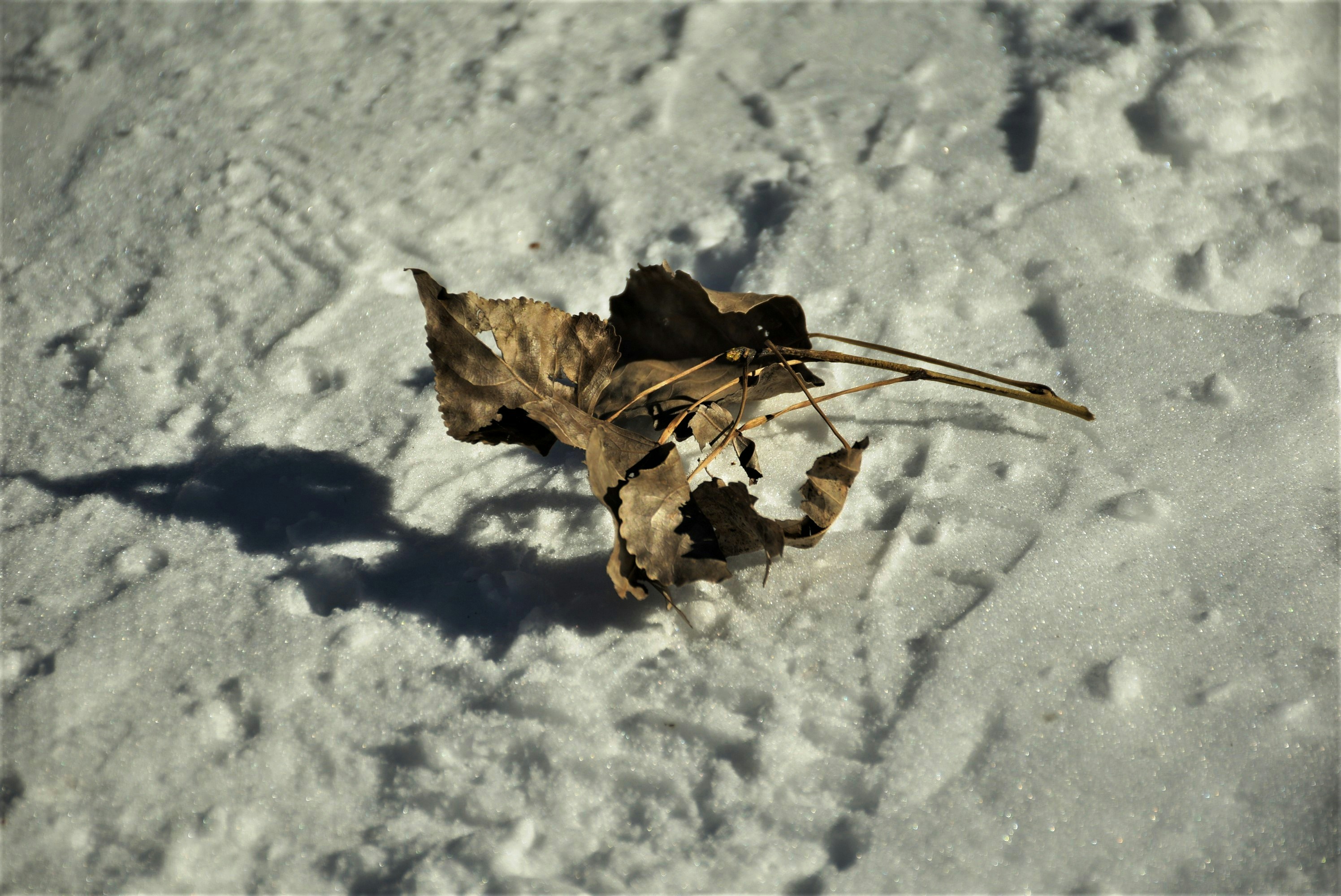 Withered Leaf on Quiet Snow: Shadow and Texture in Winter Light