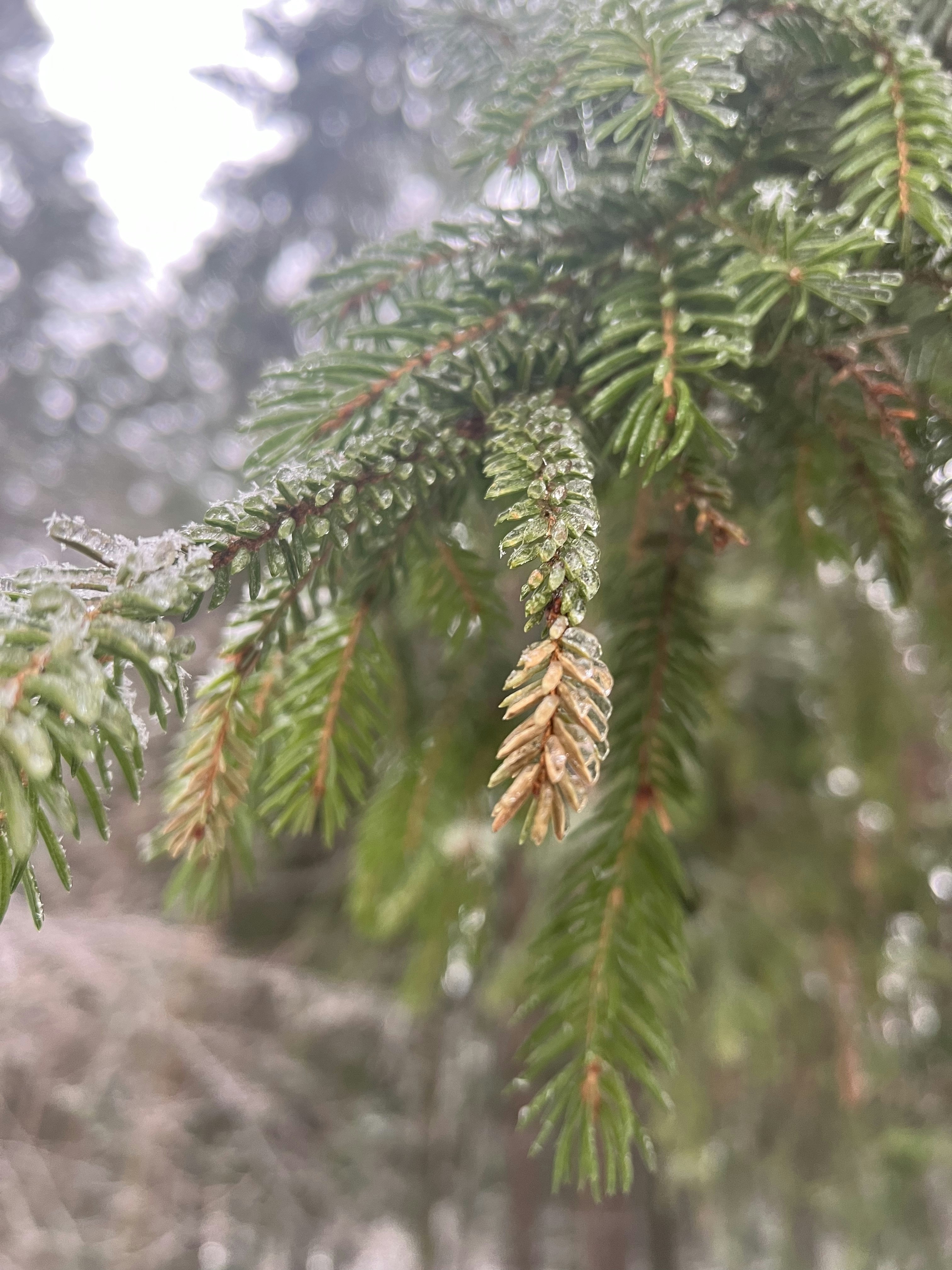 Frosted Pine Cone: A Close-Up of Winter Greens