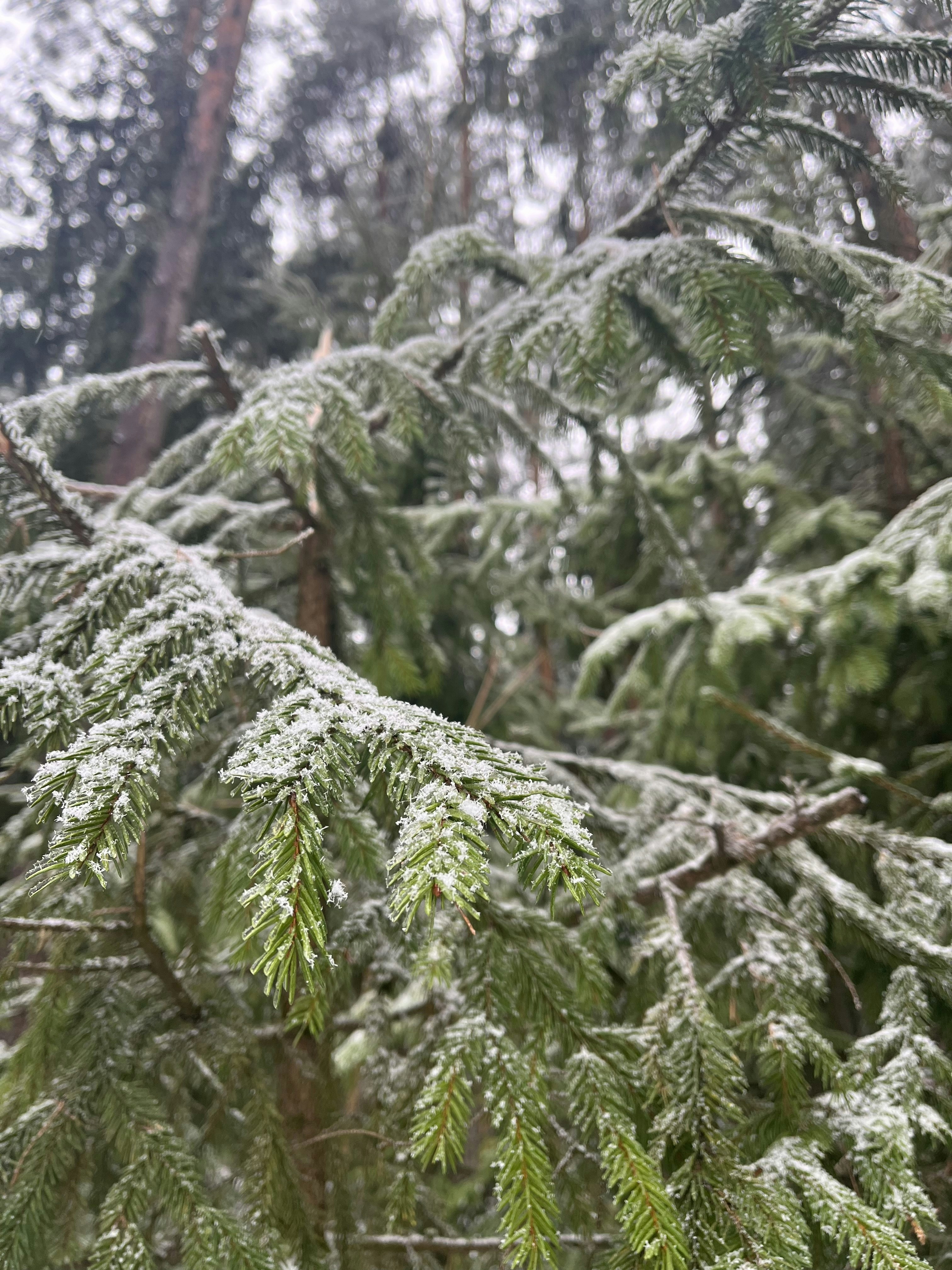 Snow-Dusted Pine: An Intimate Study of Winter Needle Texture