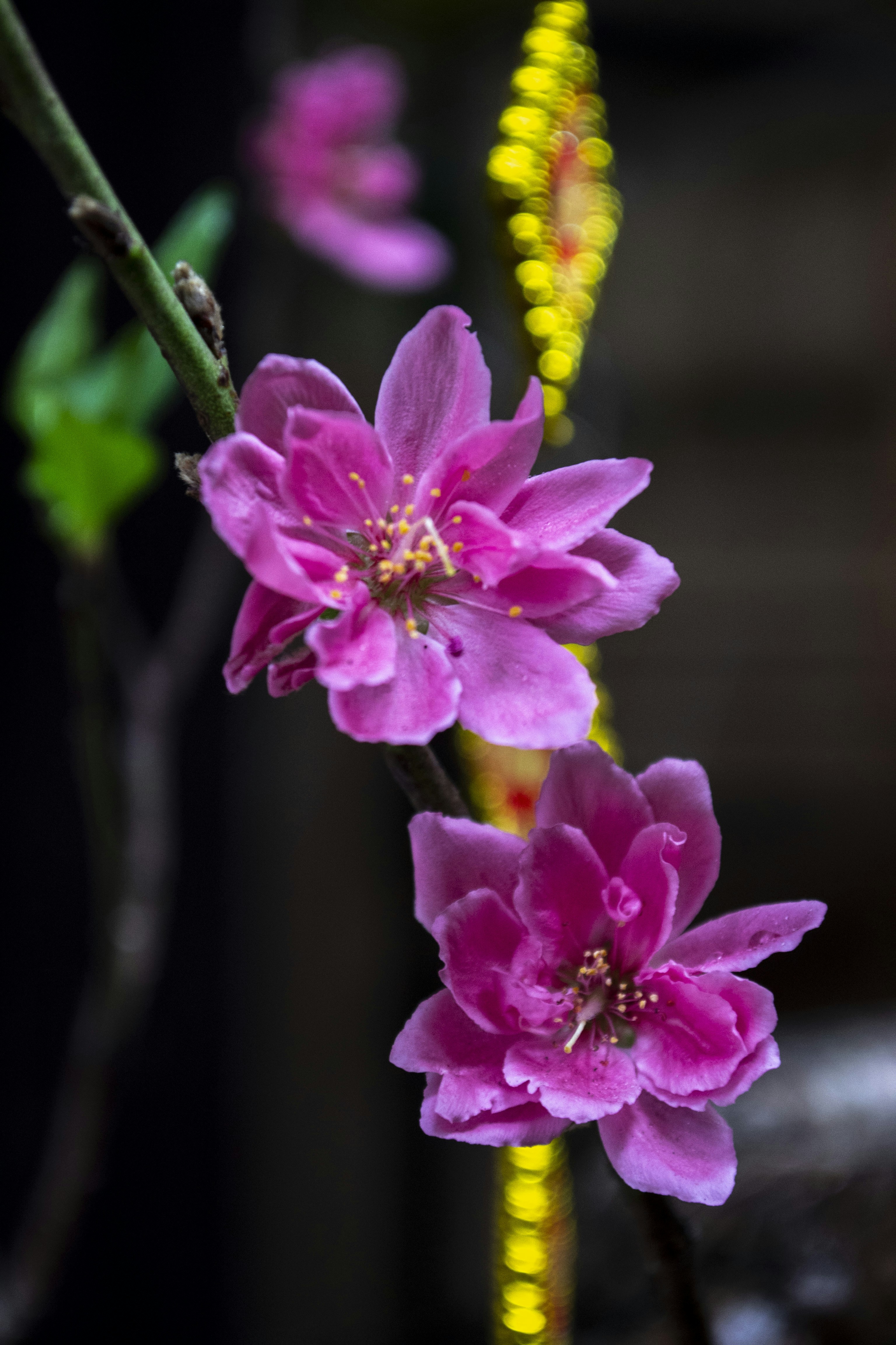 Two Pink Blossoms in Velvet Bokeh on a Dark Branch