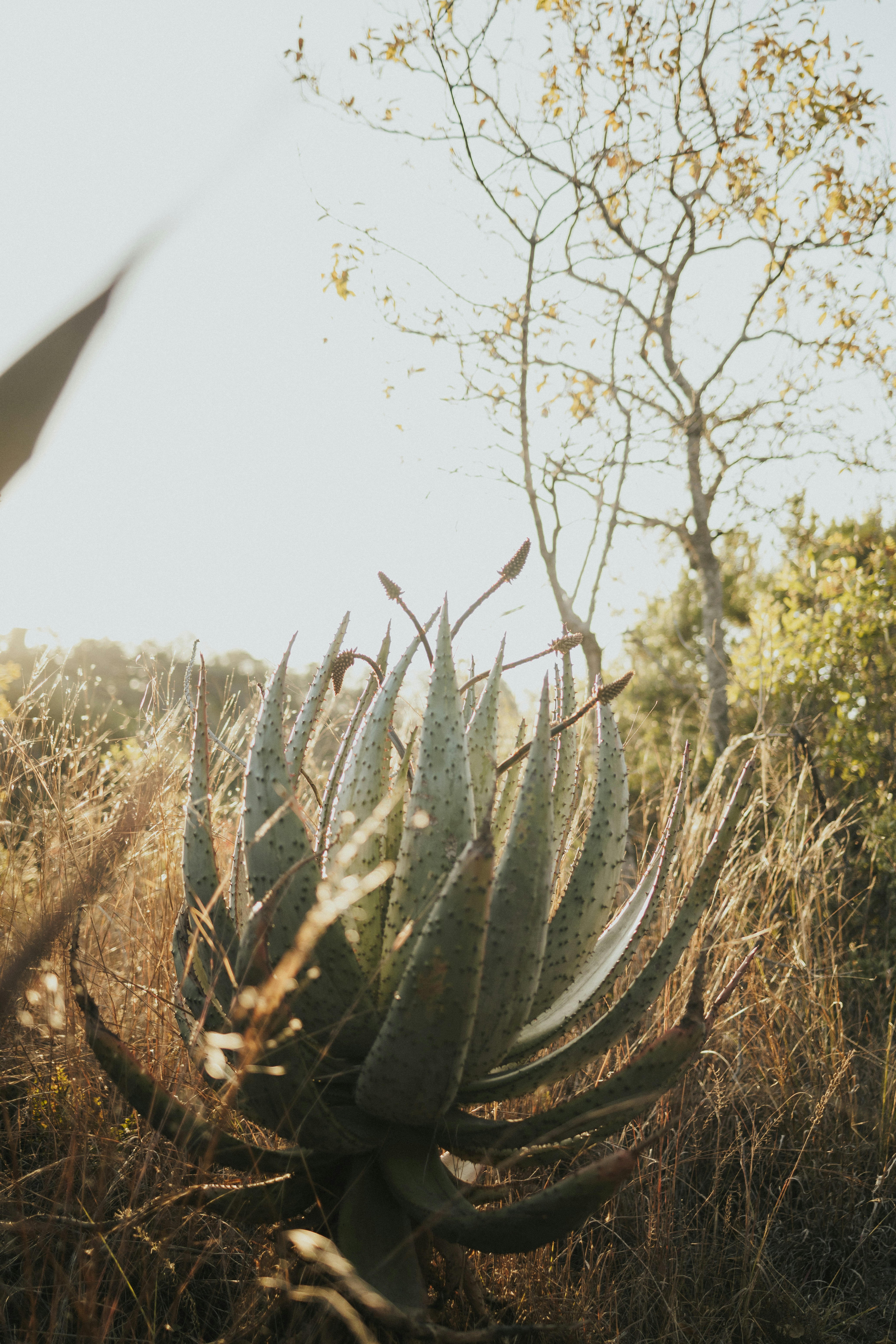 A large cactus in a field of tall grass photo – Free South africa Image ...