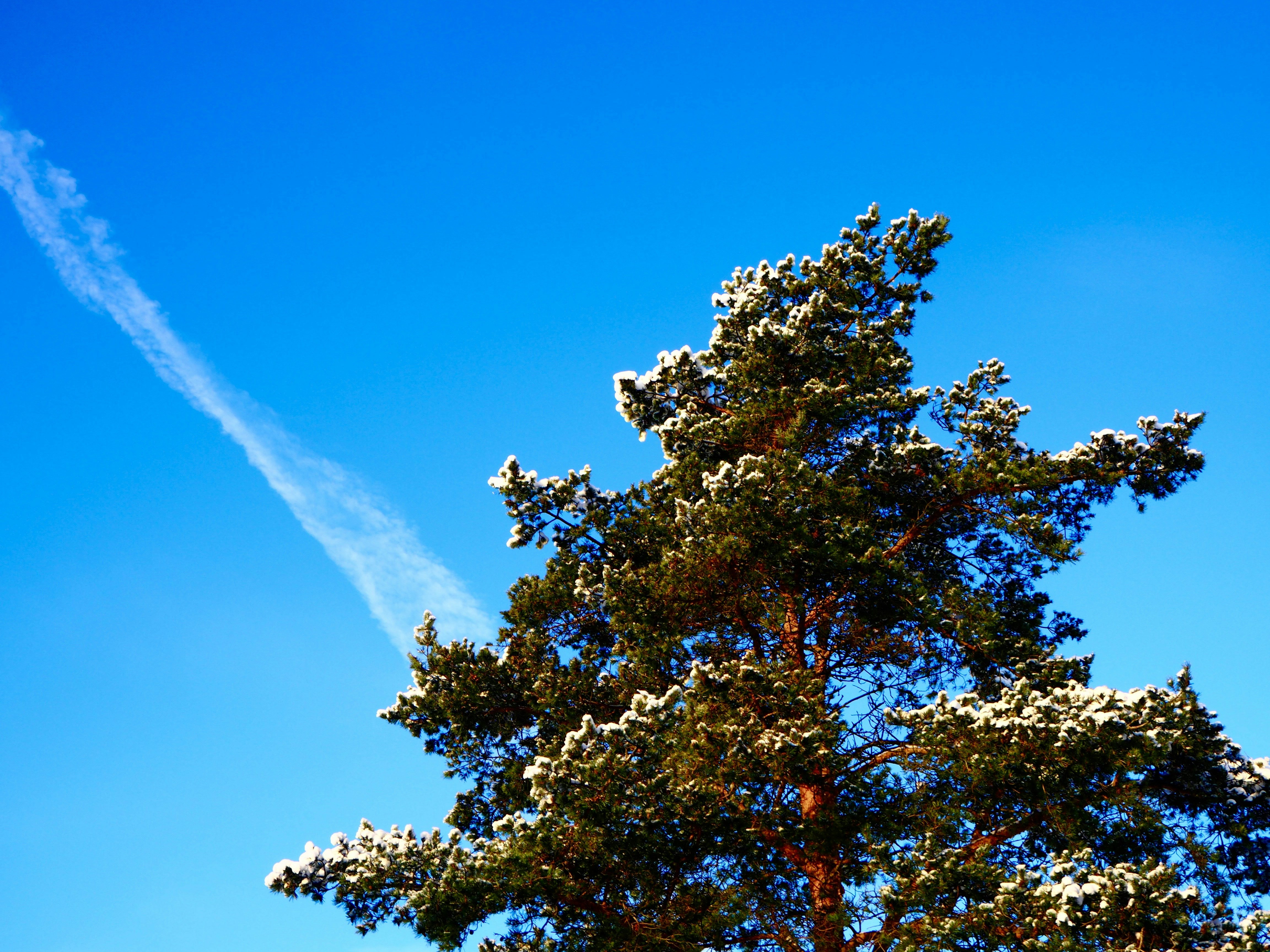 A tree with snow on it and a contrail in the sky photo – Free Winter ...