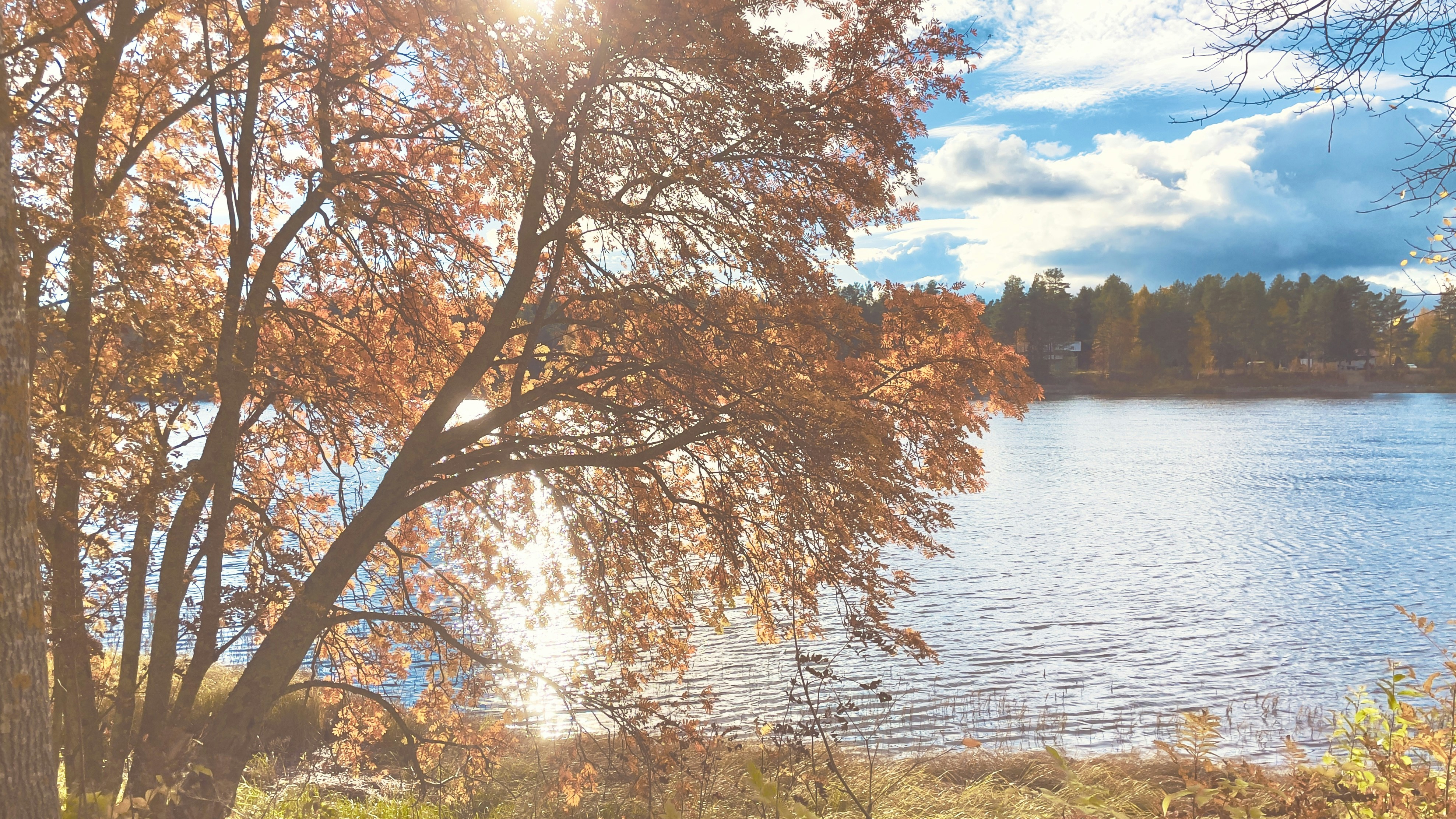 Sunlit autumn trees beside a serene river under a partly cloudy sky.