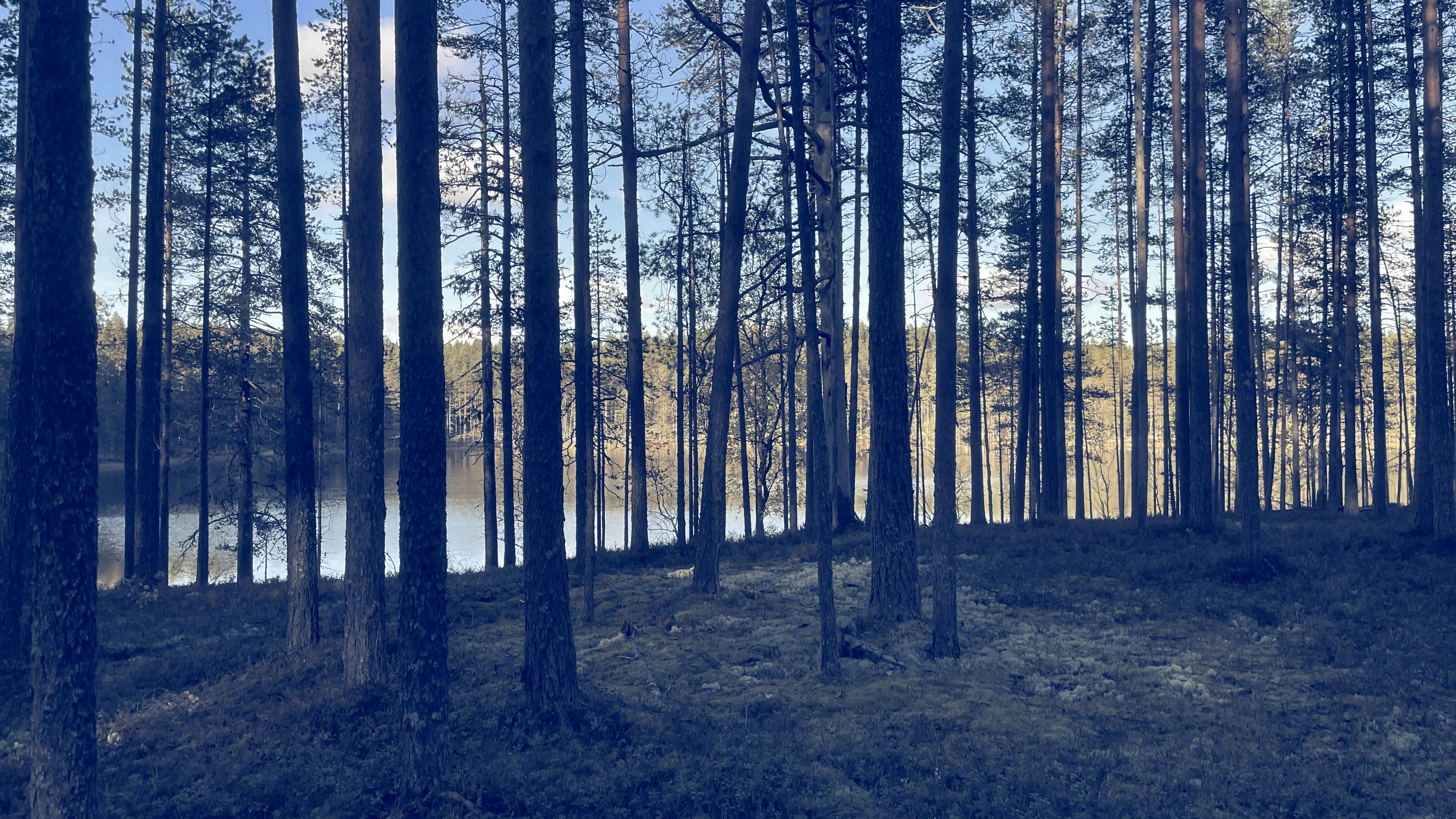 Lines of Quiet: Forest Edge by the Lake at Dusk