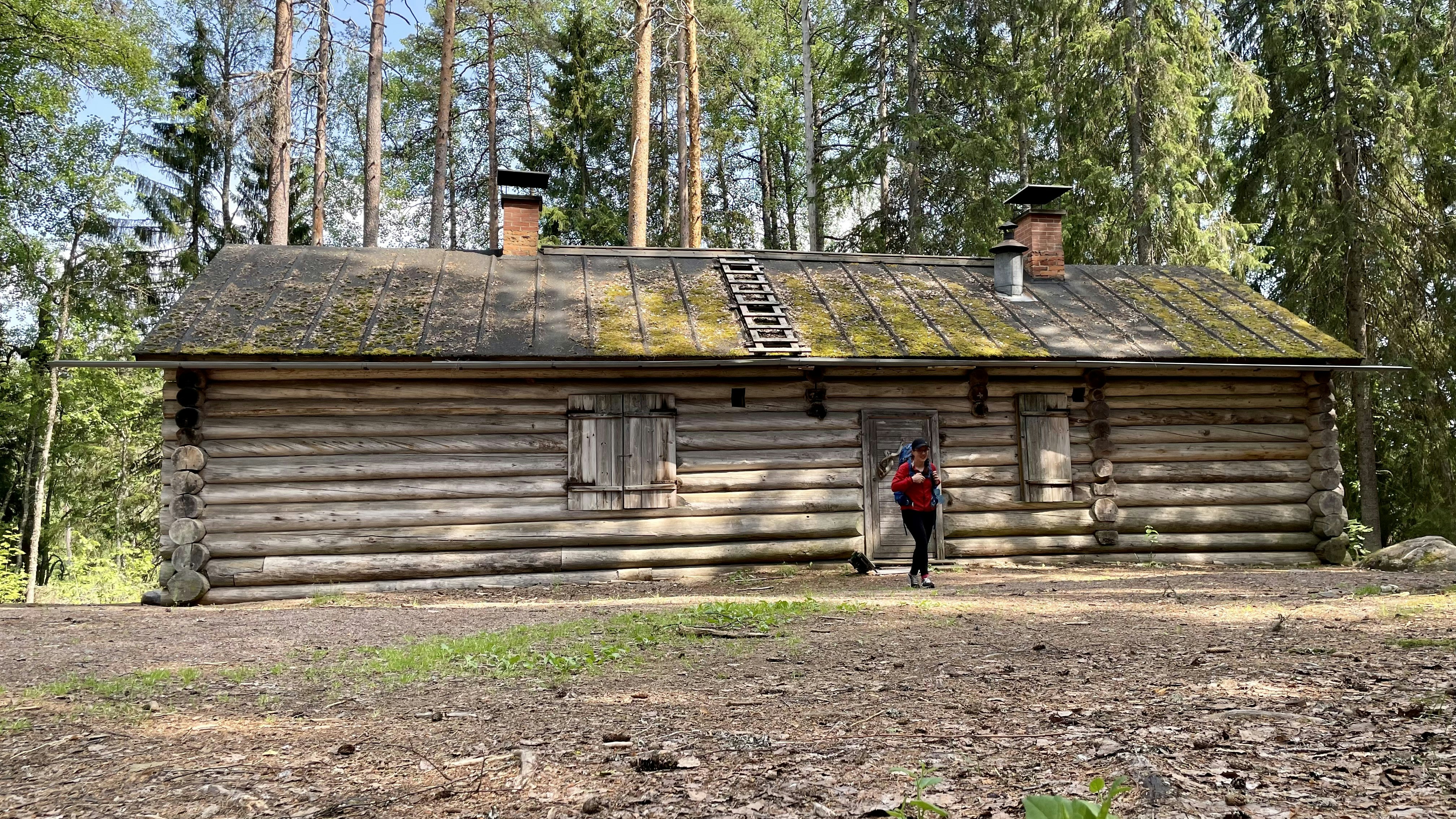 Lone Visitor by a Weathered Forest Log Cabin