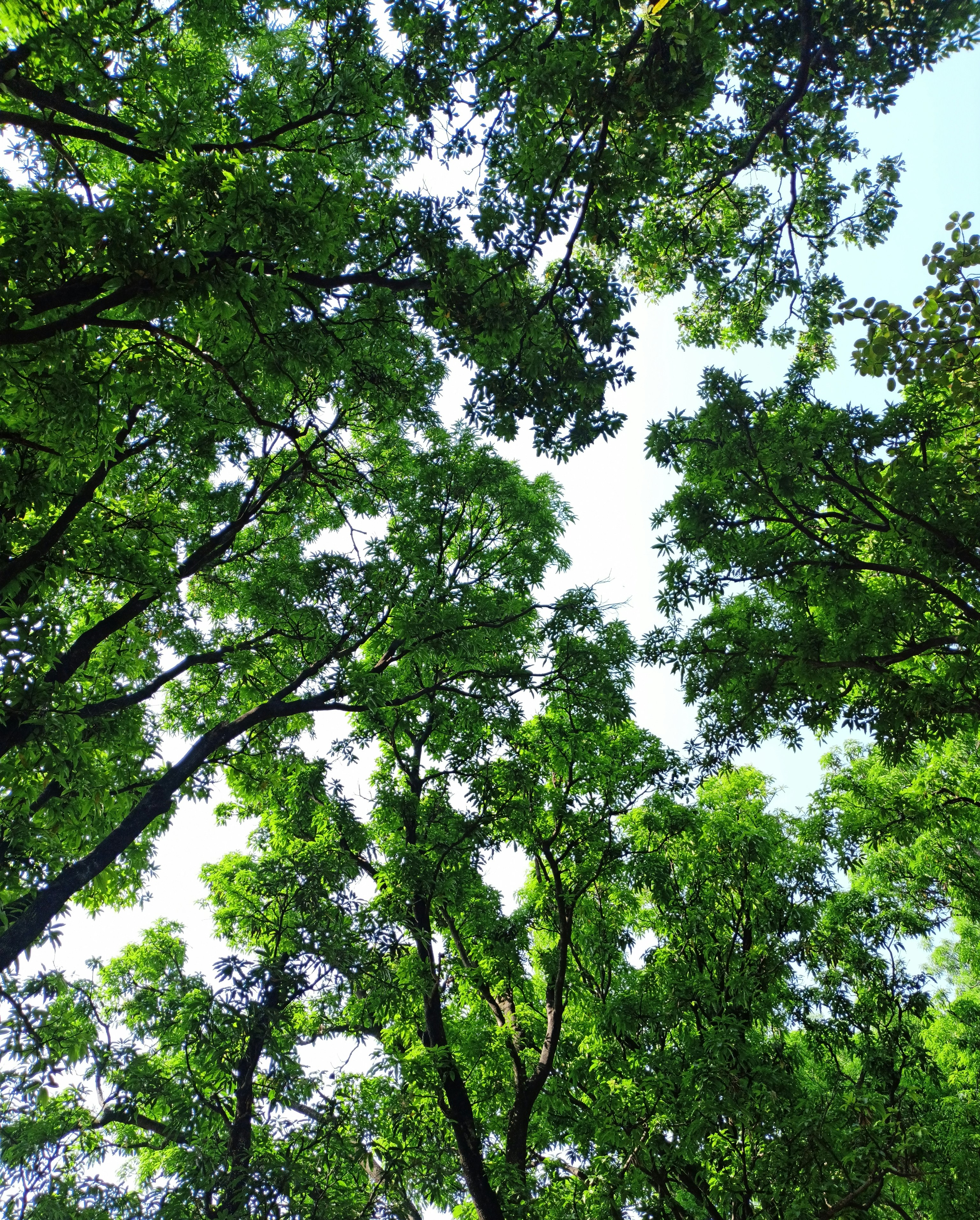 Looking up at the tops of trees in a forest photo – Free Katra-reasi ...
