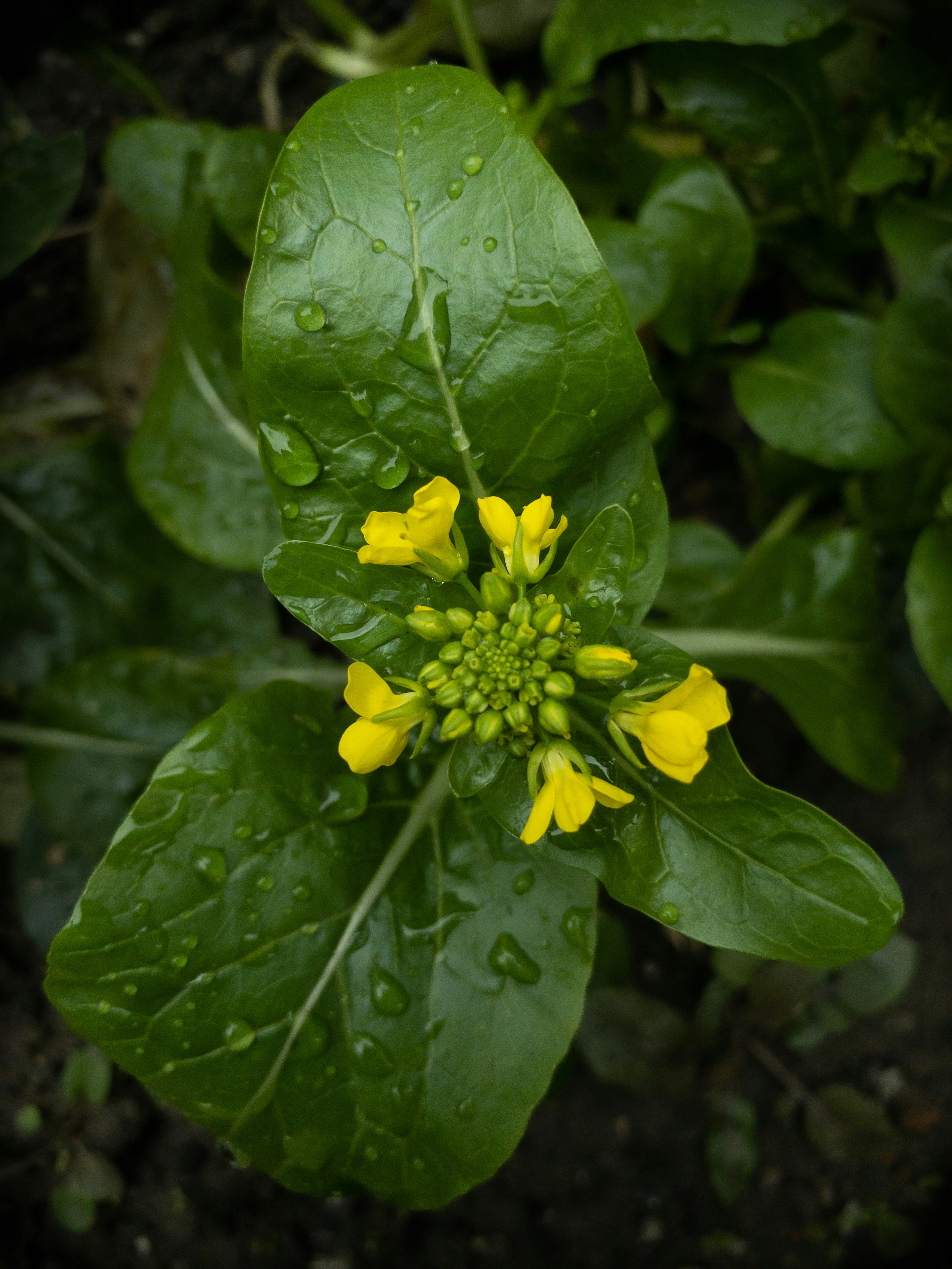 Dew-Kissed Yellow Buds Amid Glossy Green Leaves