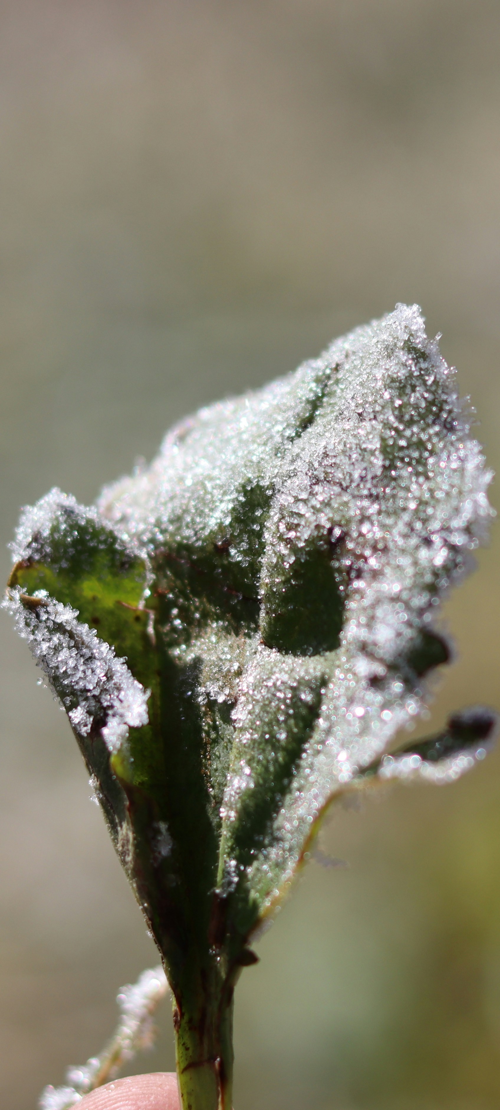 a close up of a leaf with snow on it