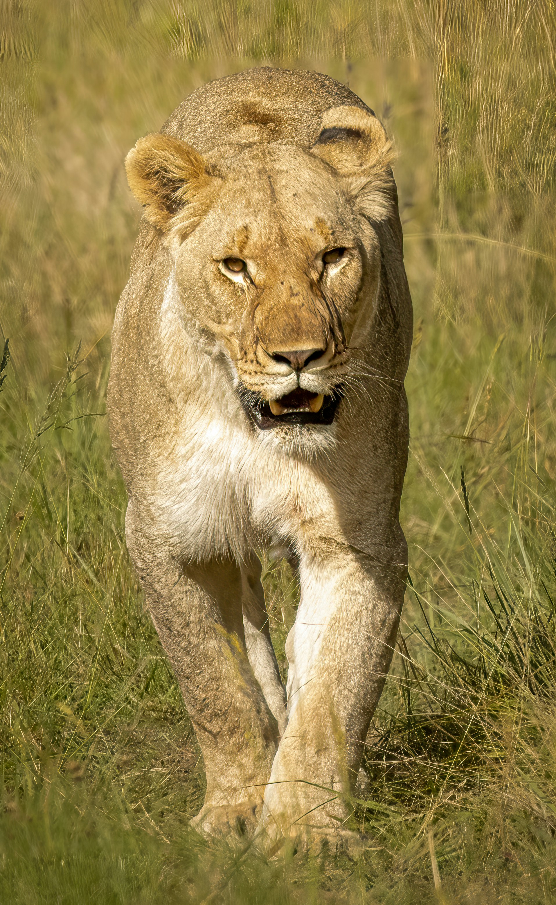 Lion Front View Walking