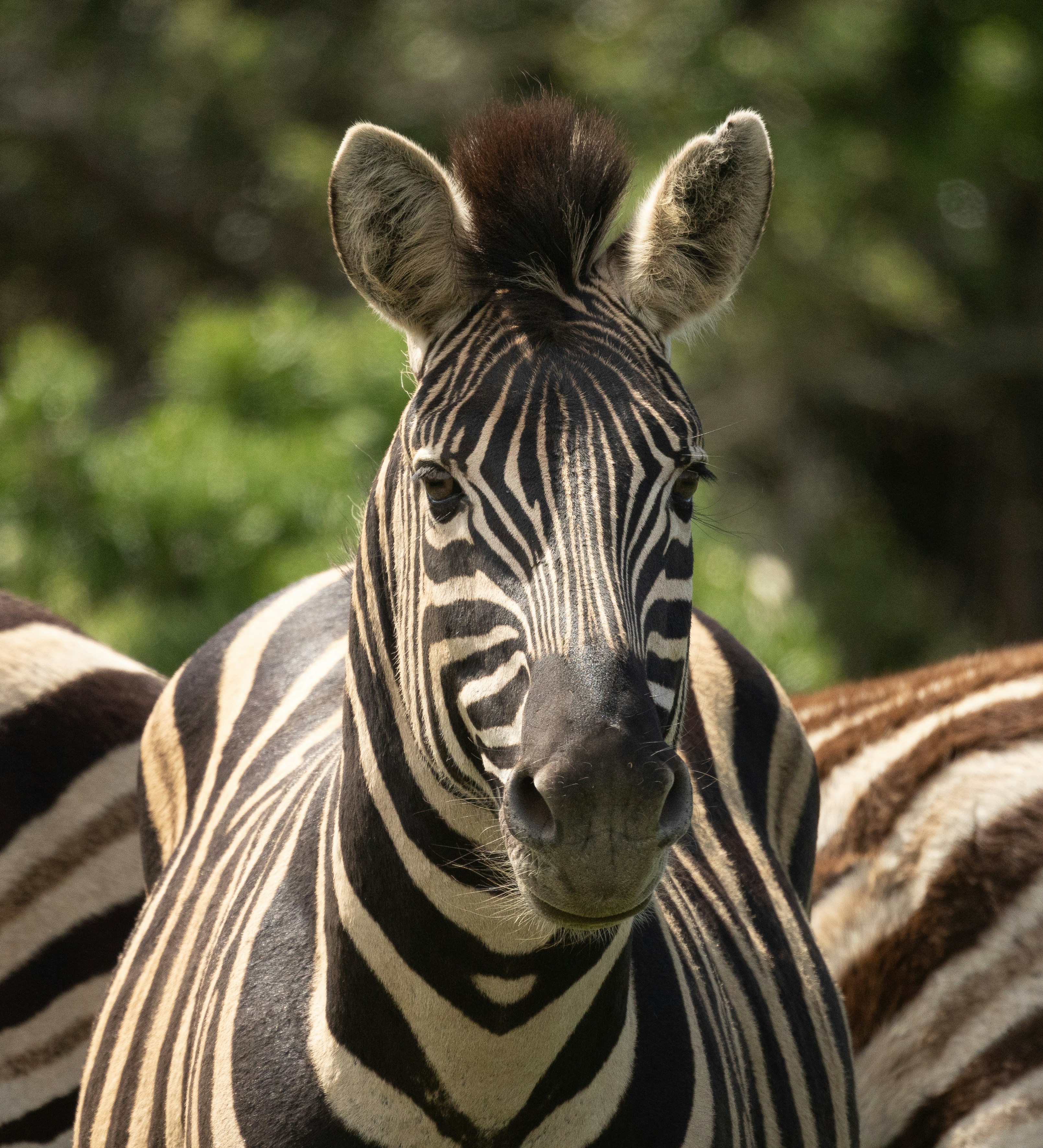 A close up of a zebra with trees in the background photo – Free Animal ...