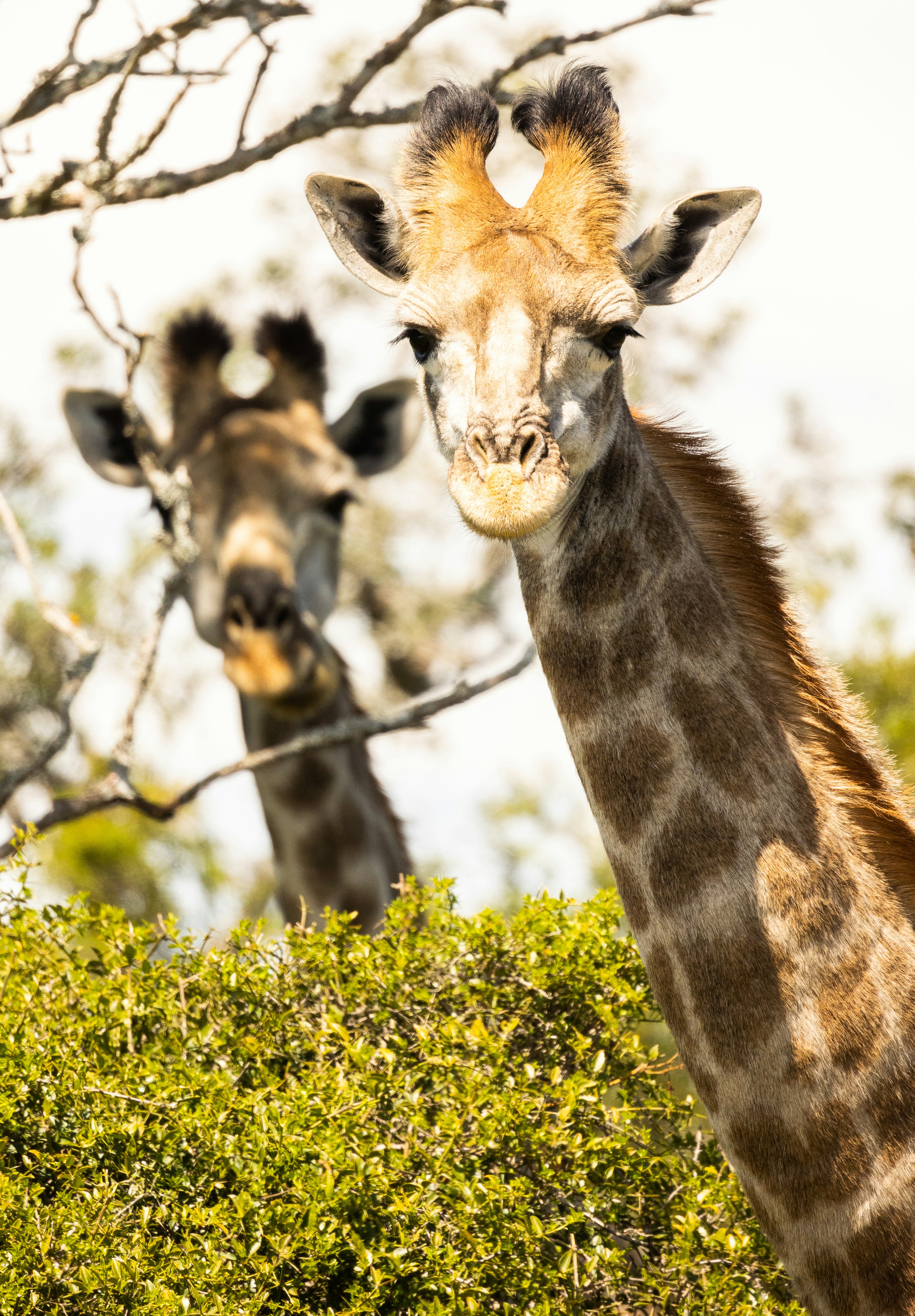 A couple of giraffe standing next to each other photo – Free Wildlife ...