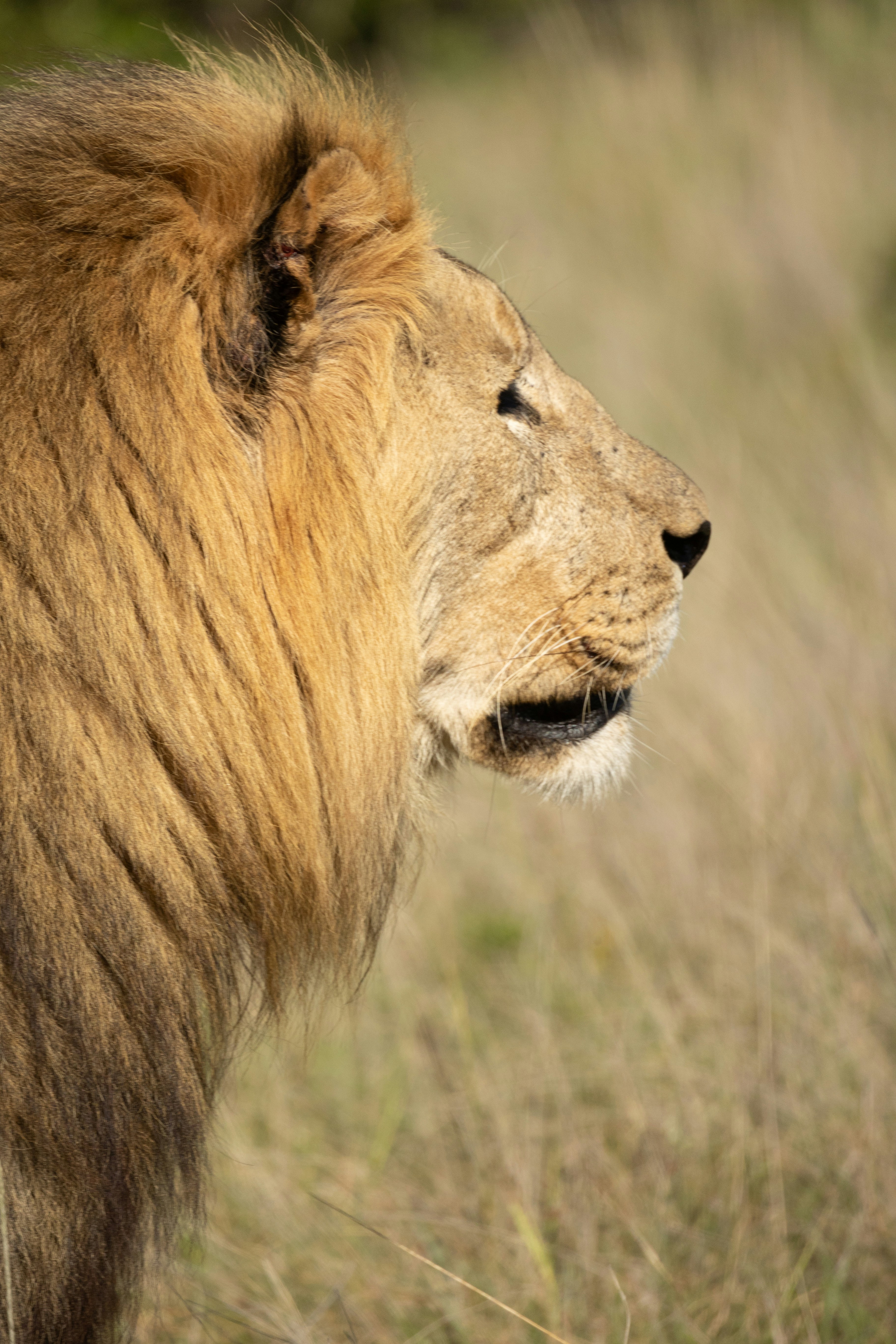 Male Lion