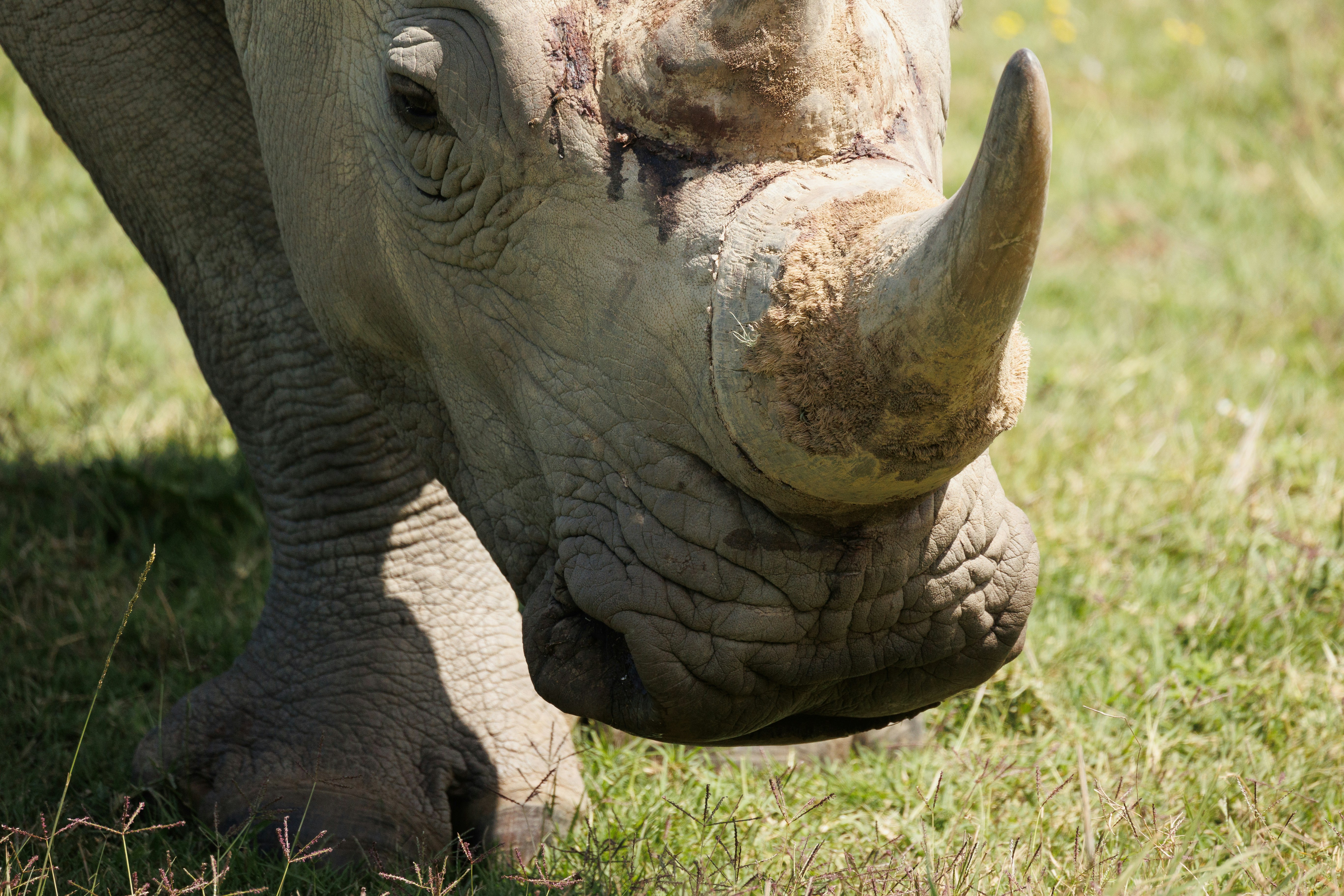 A close up of a rhino's face and nose photo – Free Wildlife Image on ...