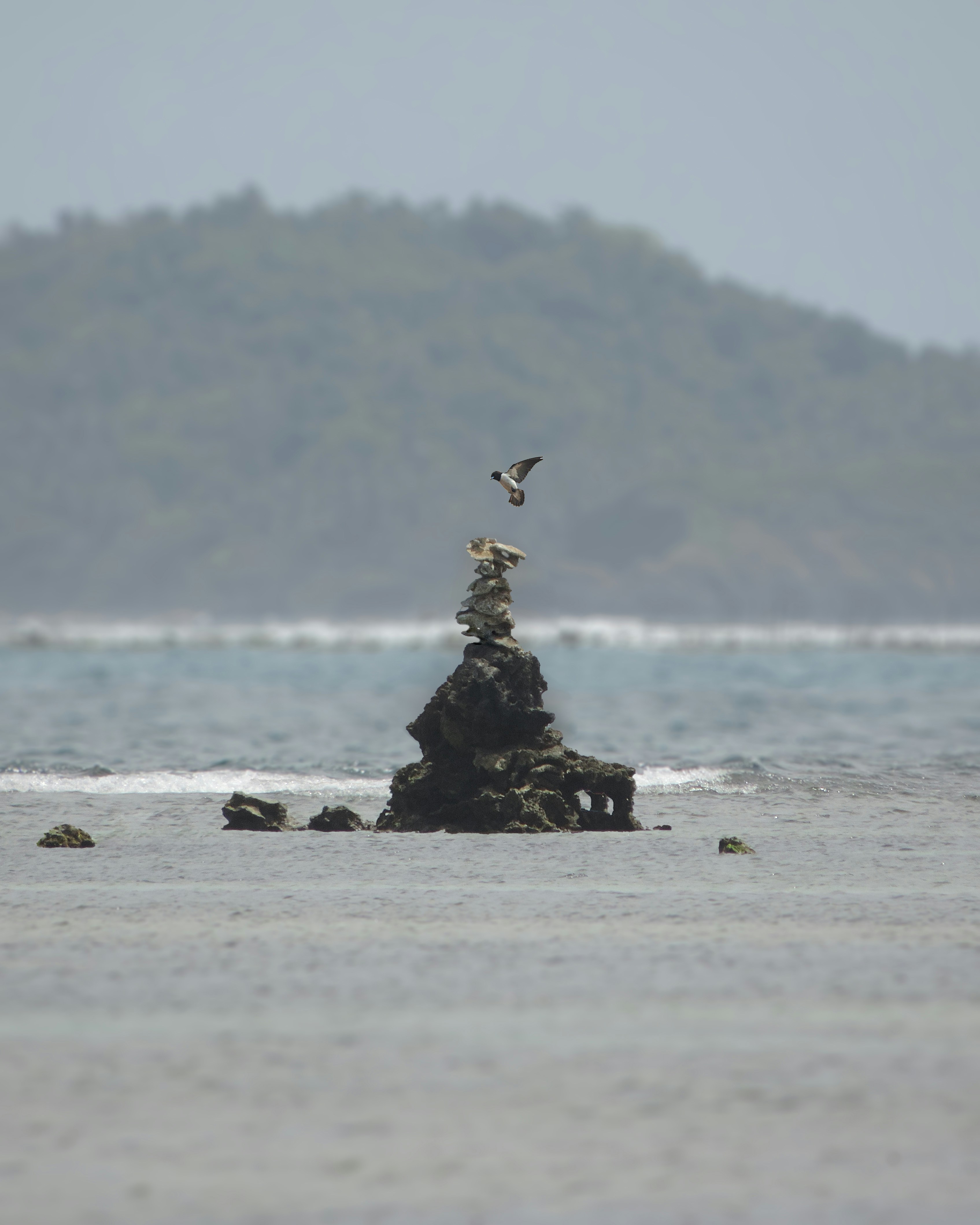 Tern Over a Weathered Sea-Stack: A Quiet Coastal Moment