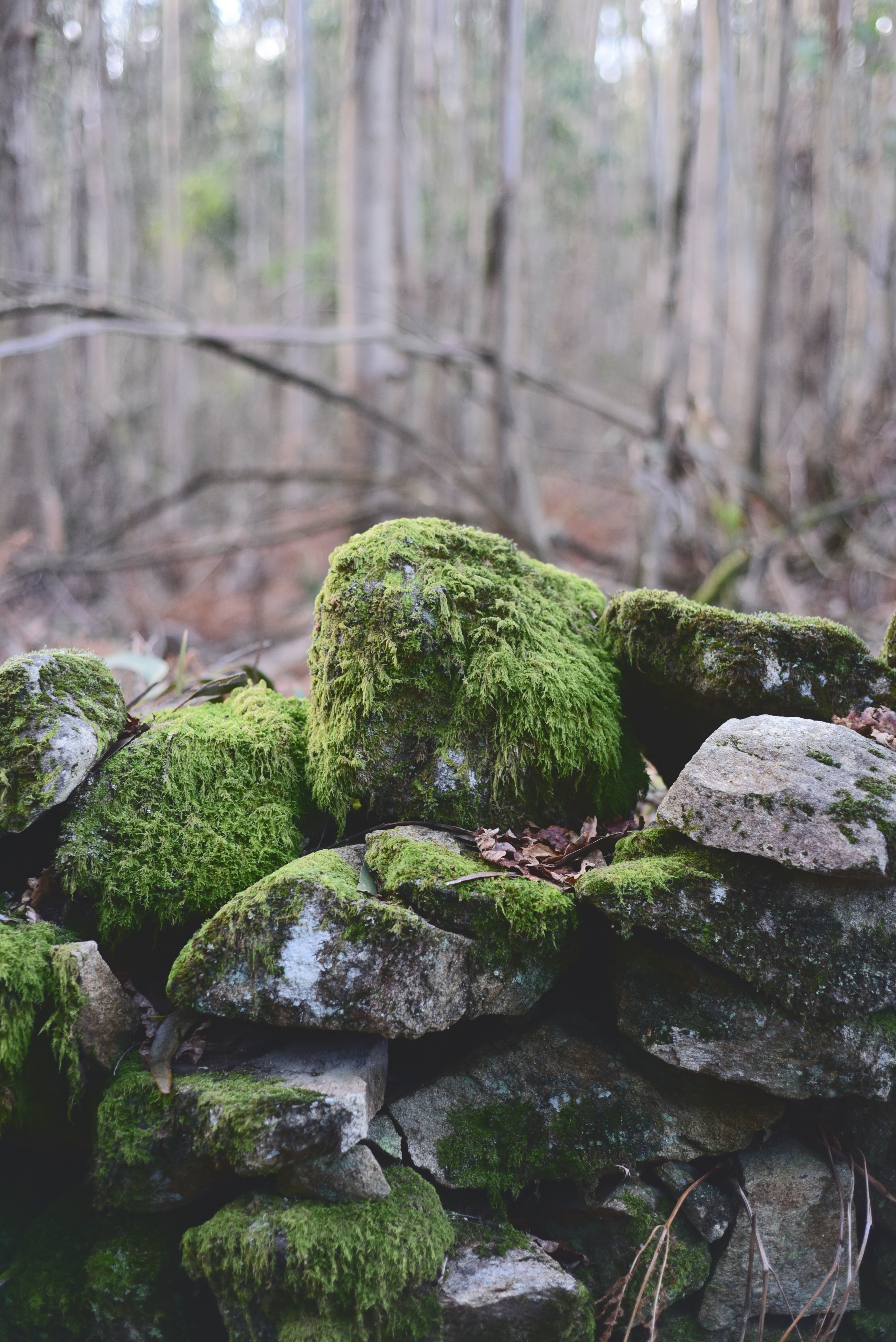 A pile of moss covered rocks in a forest photo – Free Land Image on ...
