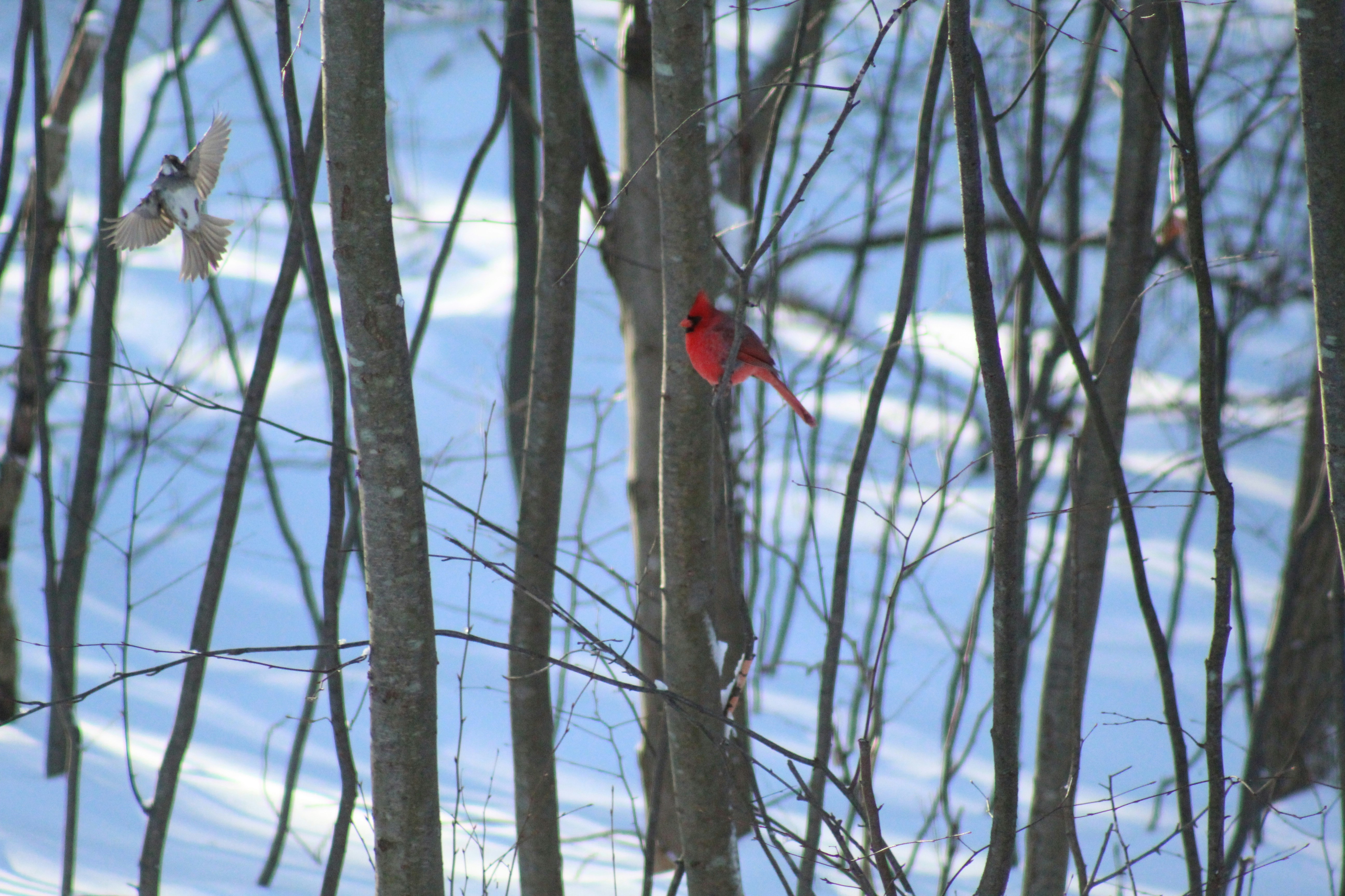 Crimson Cardinal on a Snow-Dusted Trunk Amid Winter Thickets
