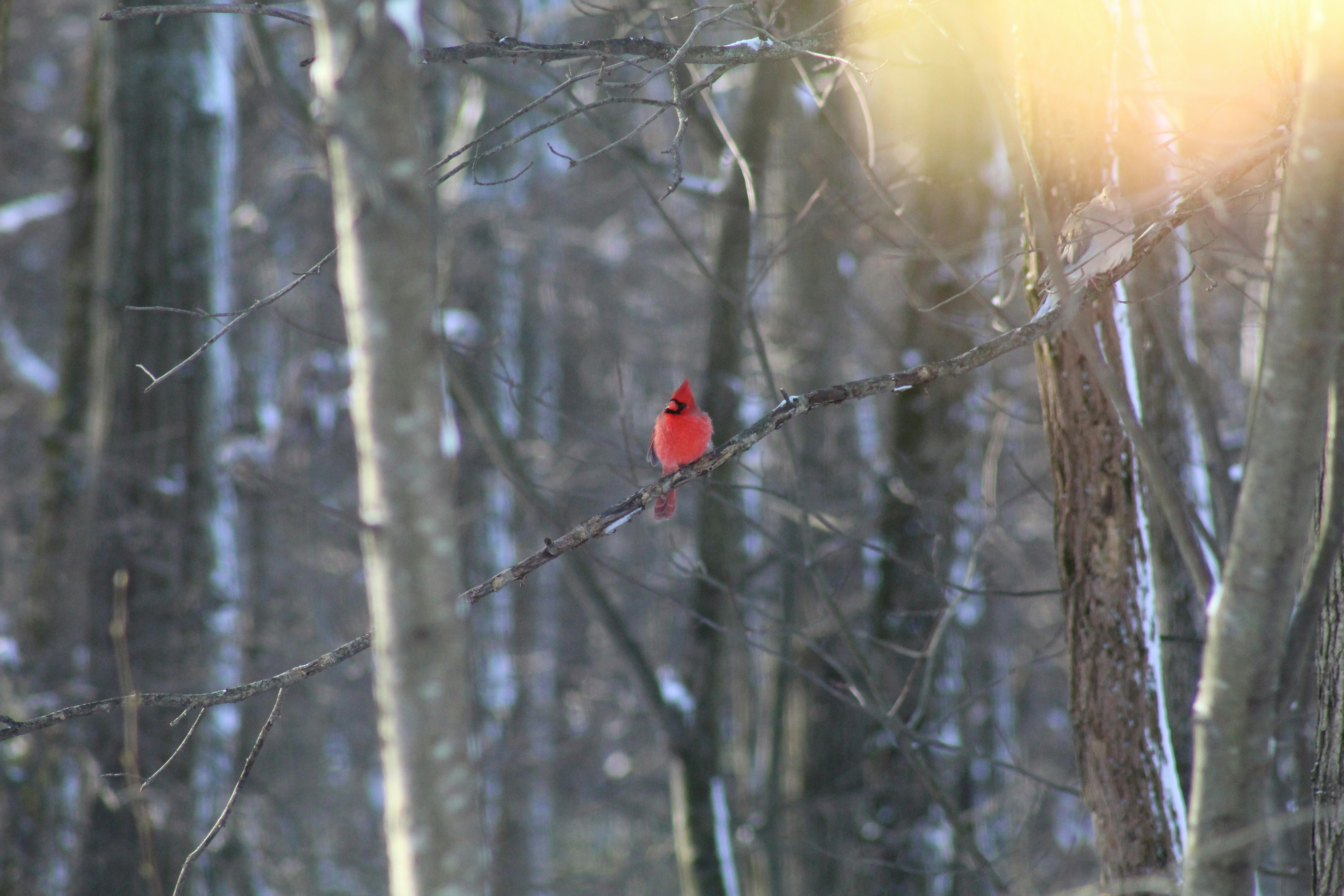 A small red bird perched on a tree branch photo – Free Usa Image on ...