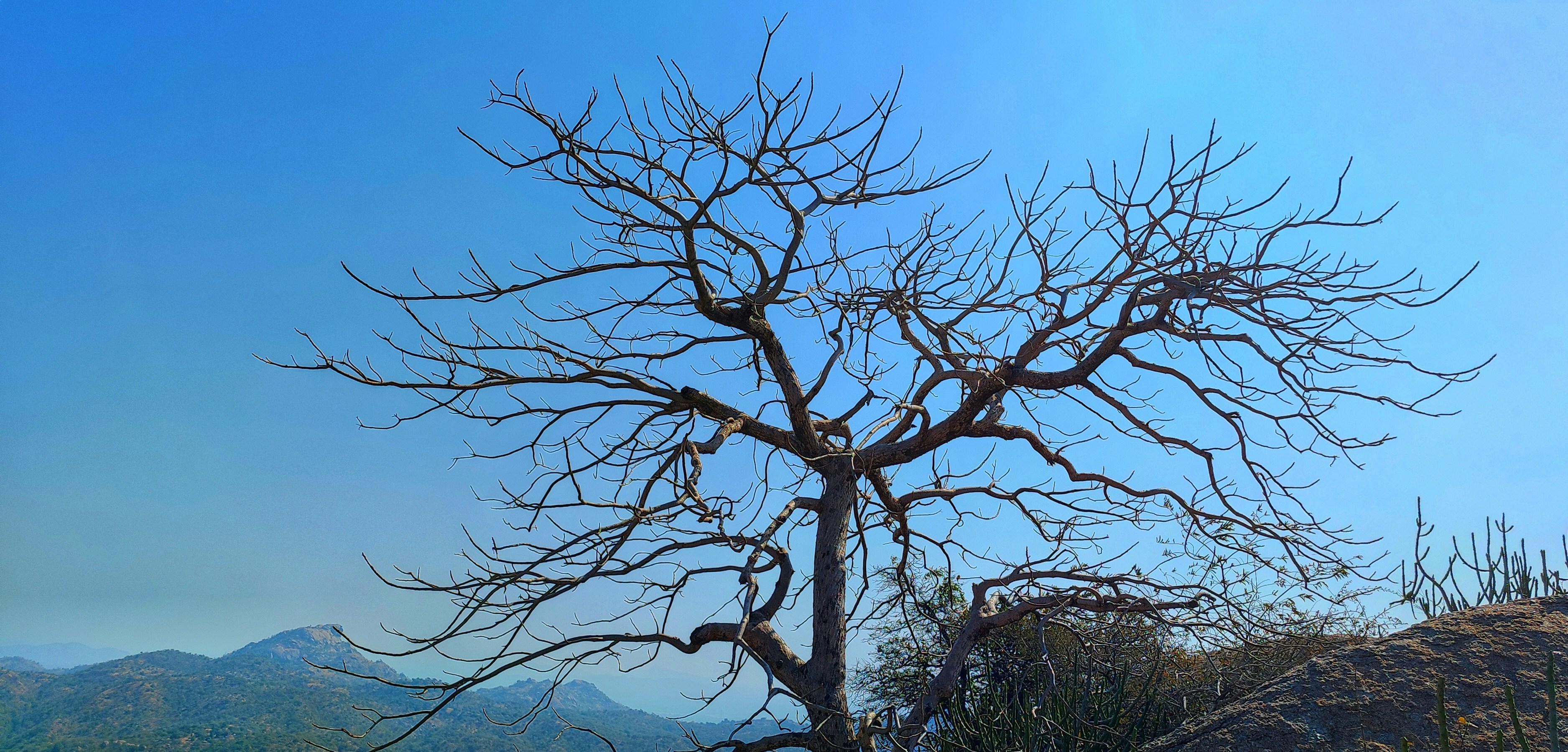 Lone, Wind-Sculpted Tree Reaching Toward a Wide Blue Sky